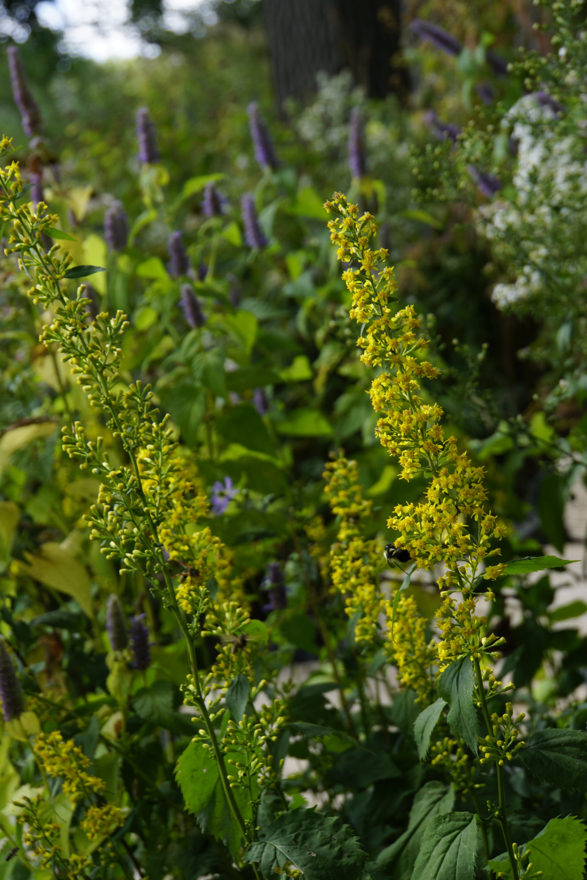 solidago flexicaulis spread