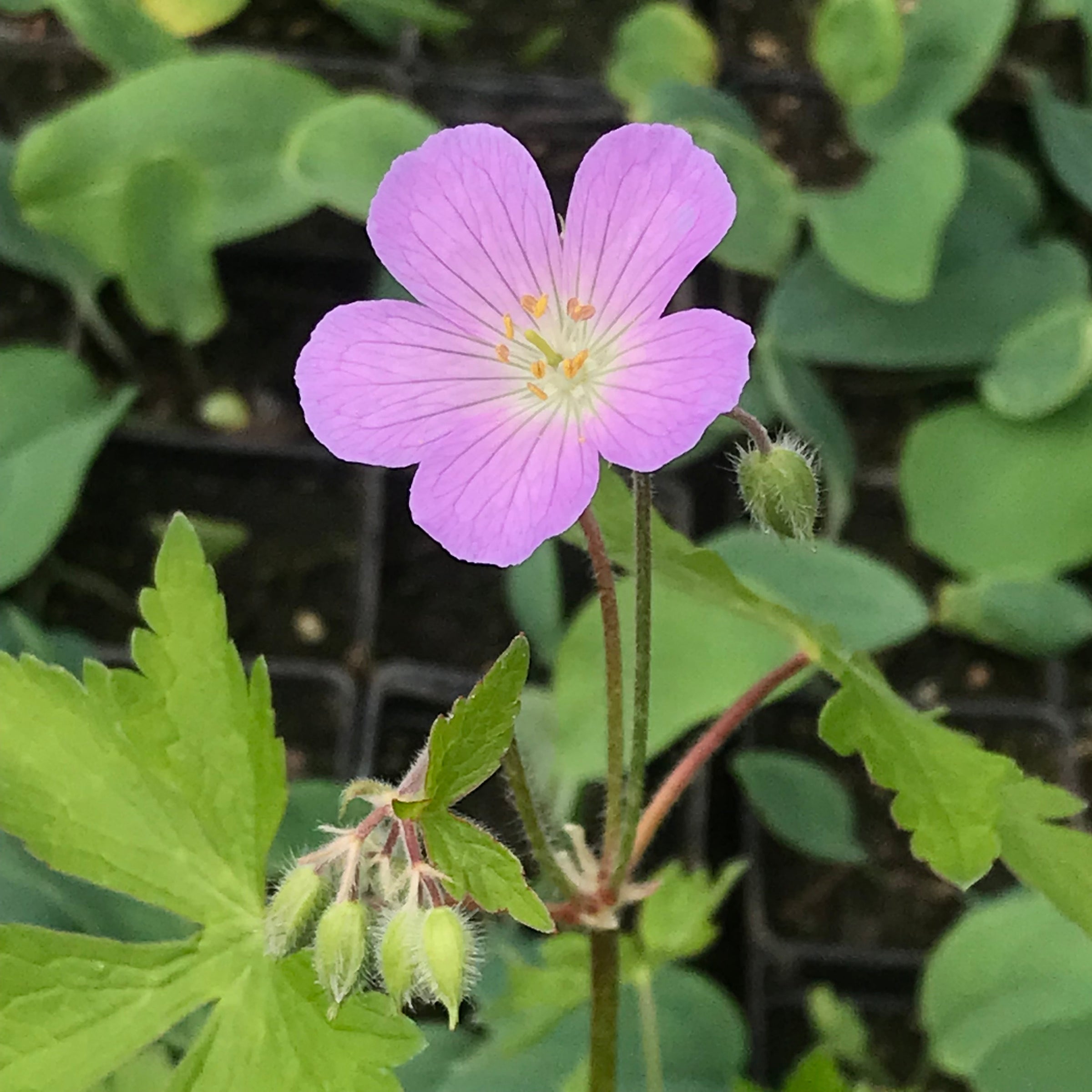 wild geranium pink