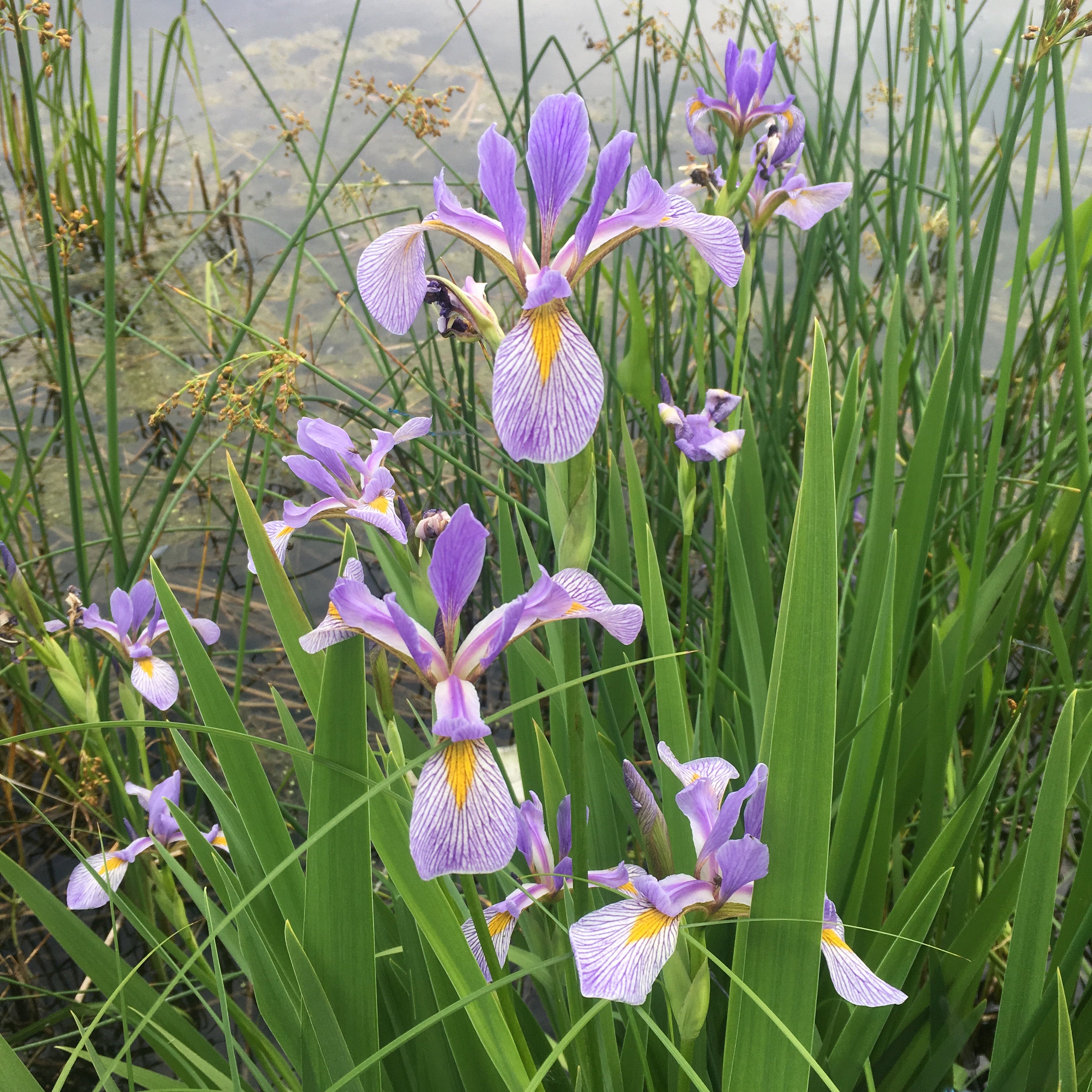 flag iris blue