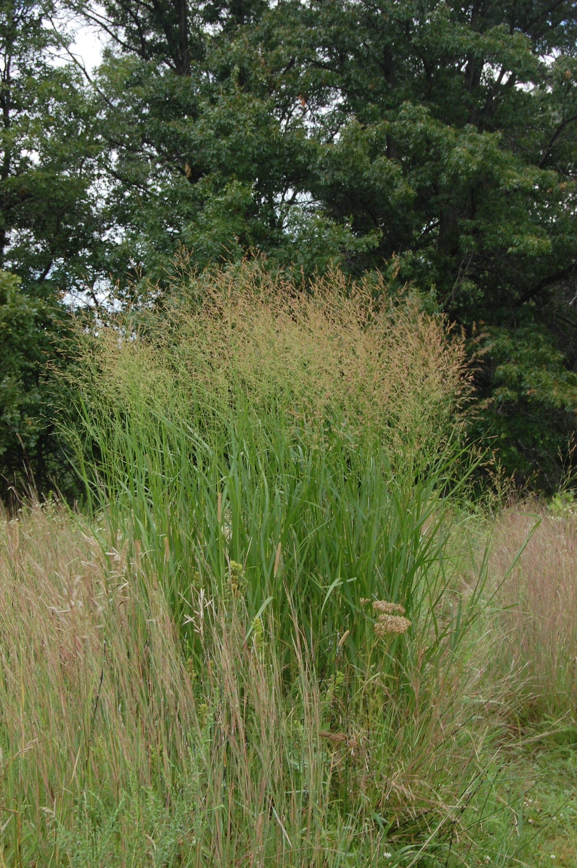 1/2 Flat Switchgrass (Panicum virgatum) | Natural Shore Natives