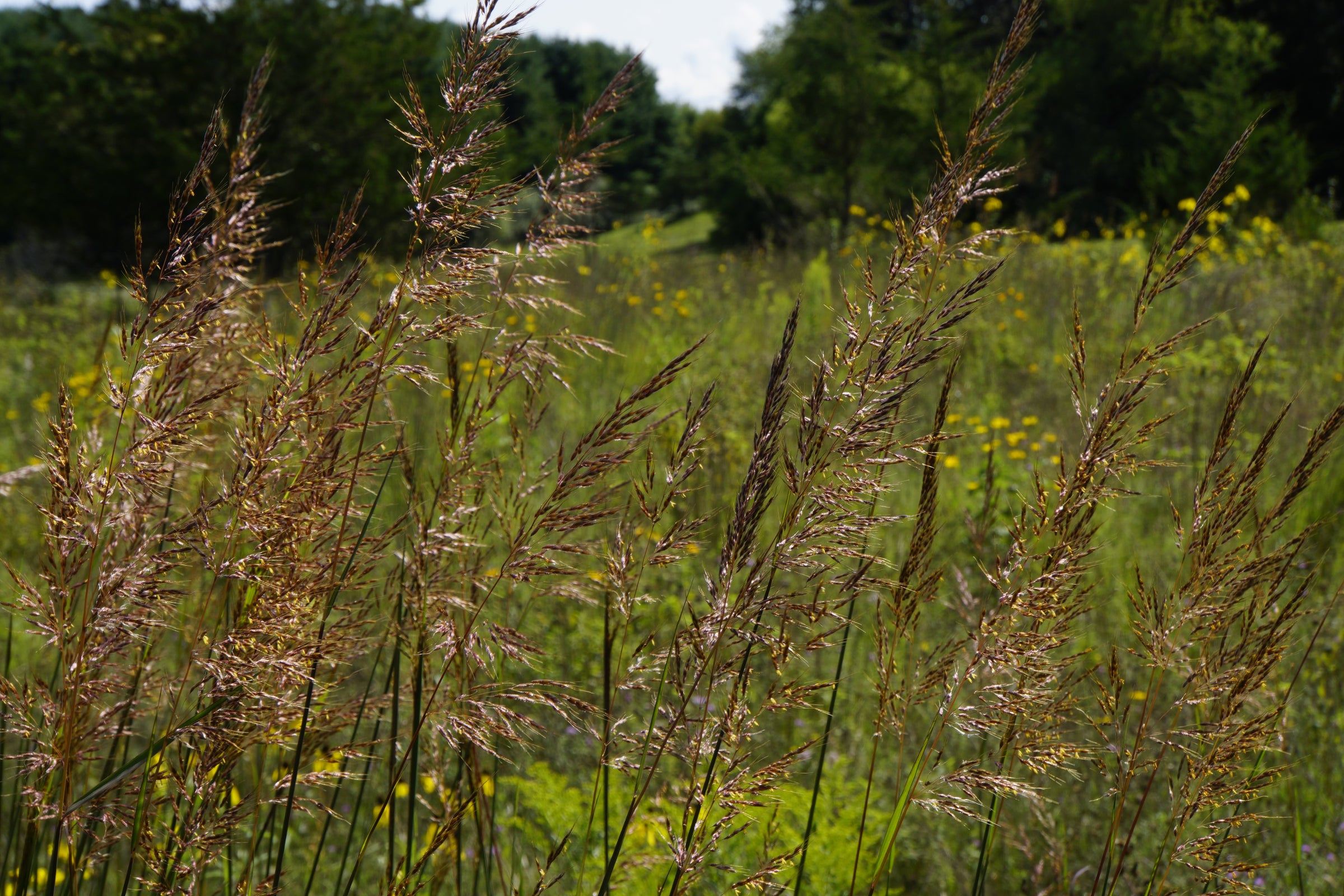 sorghastrum nutans native range