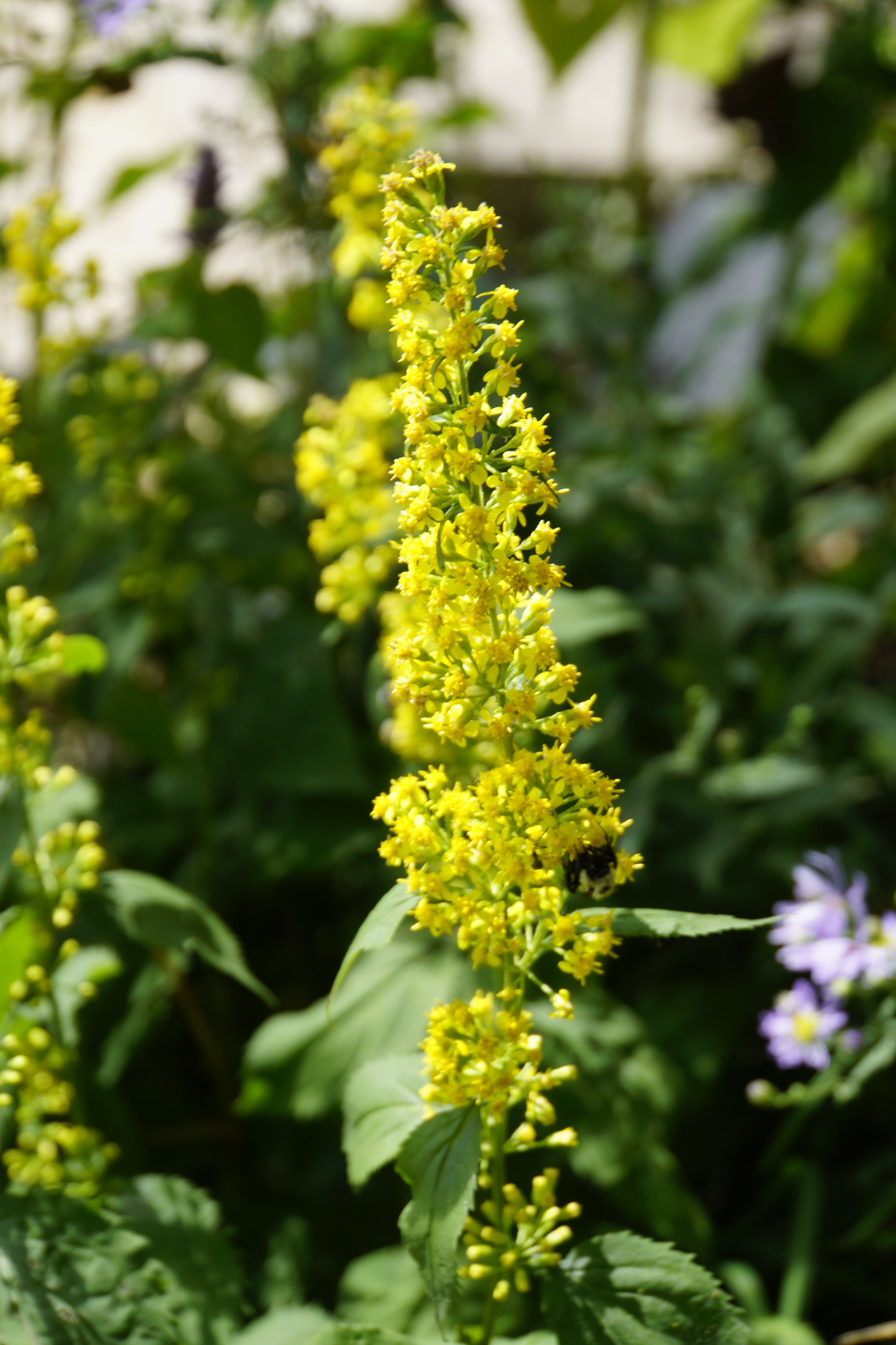 solidago flexicaulis