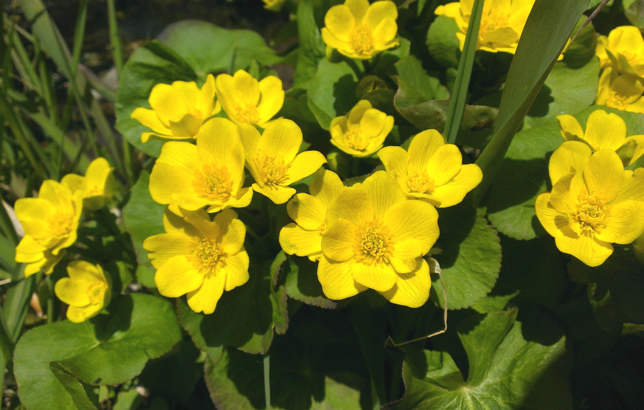 marsh marigold bloom time