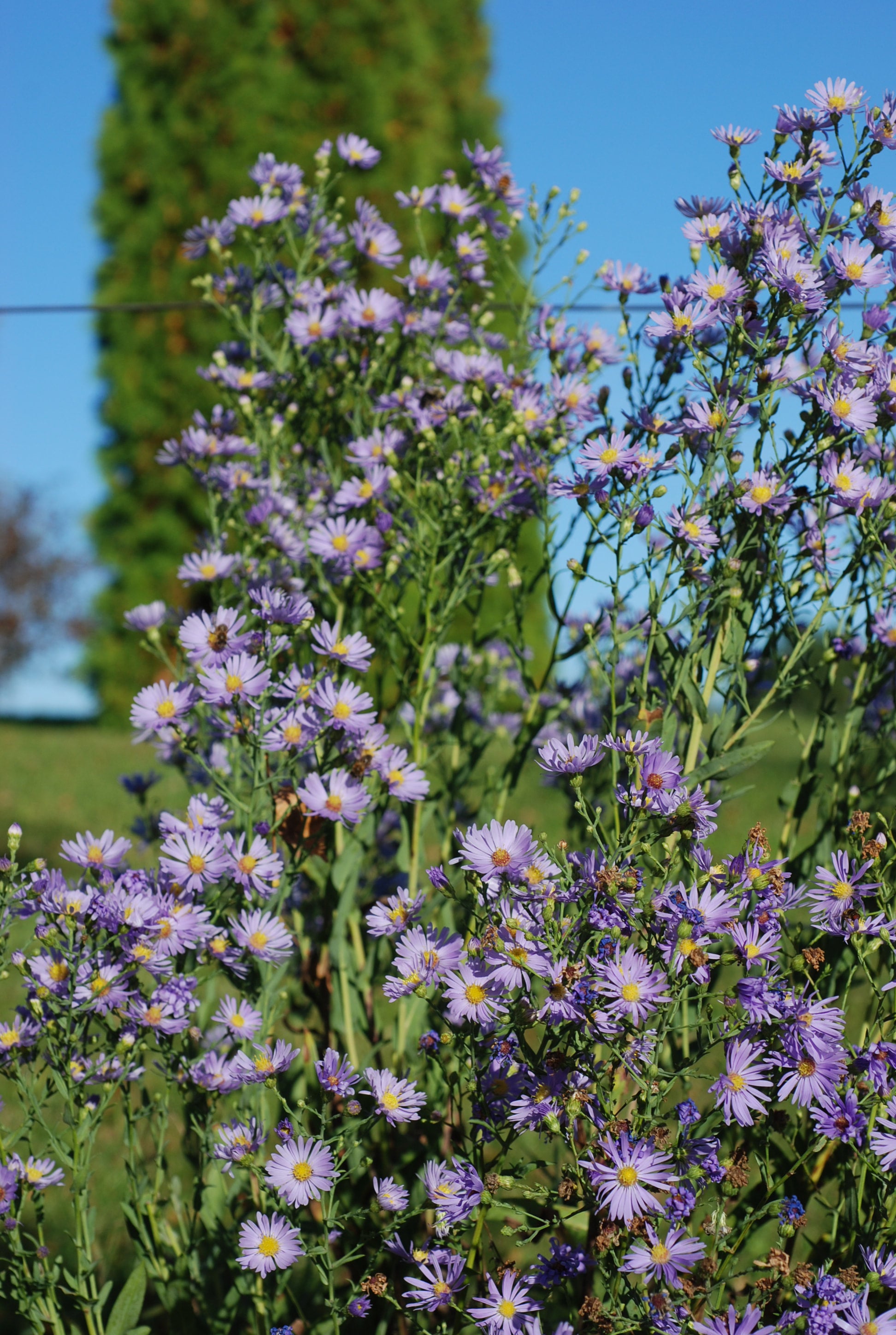 smooth blue aster