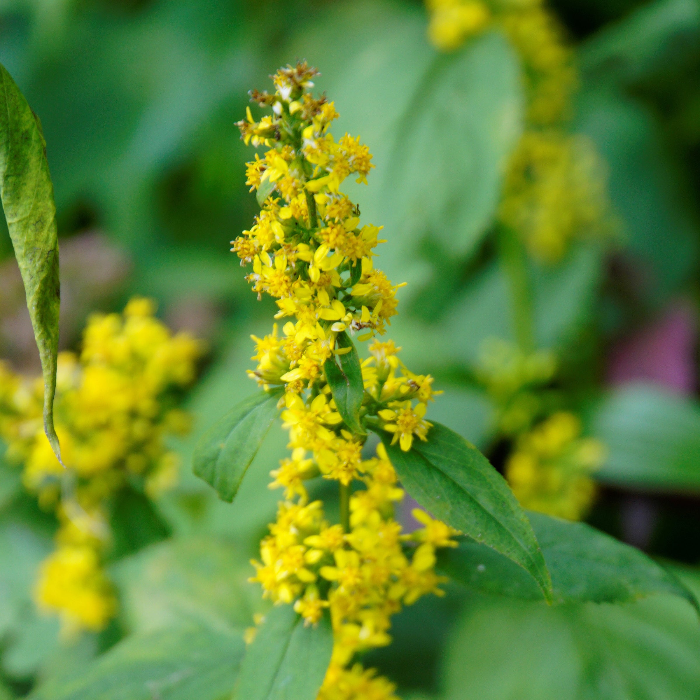 solidago flexicaulis size