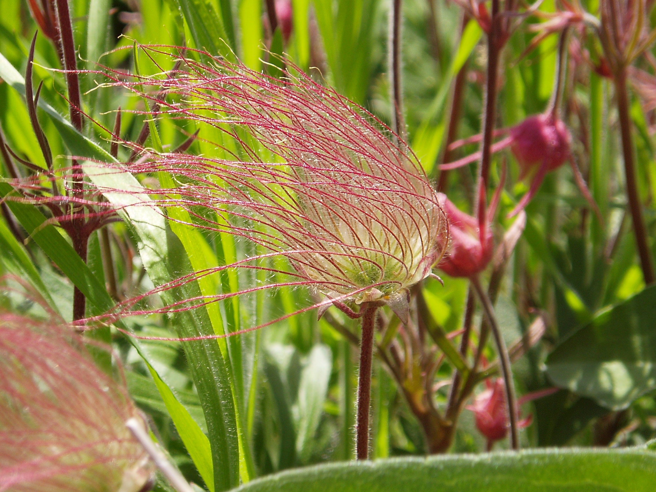 Geum Triflorum Bloom Time