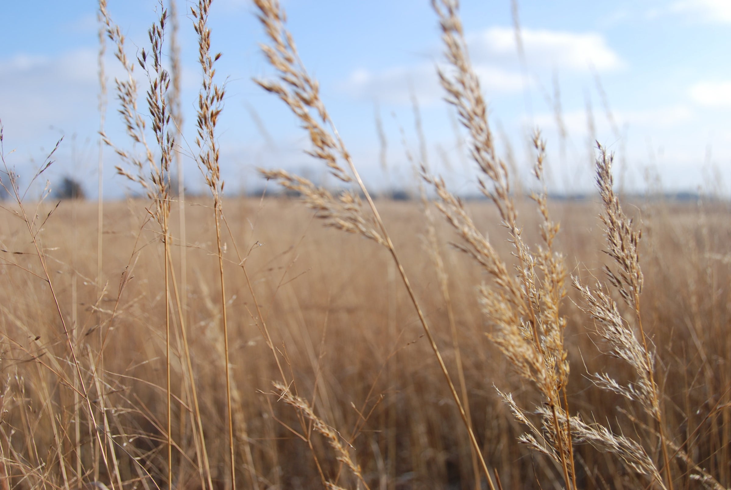 sorghastrum nutans native range
