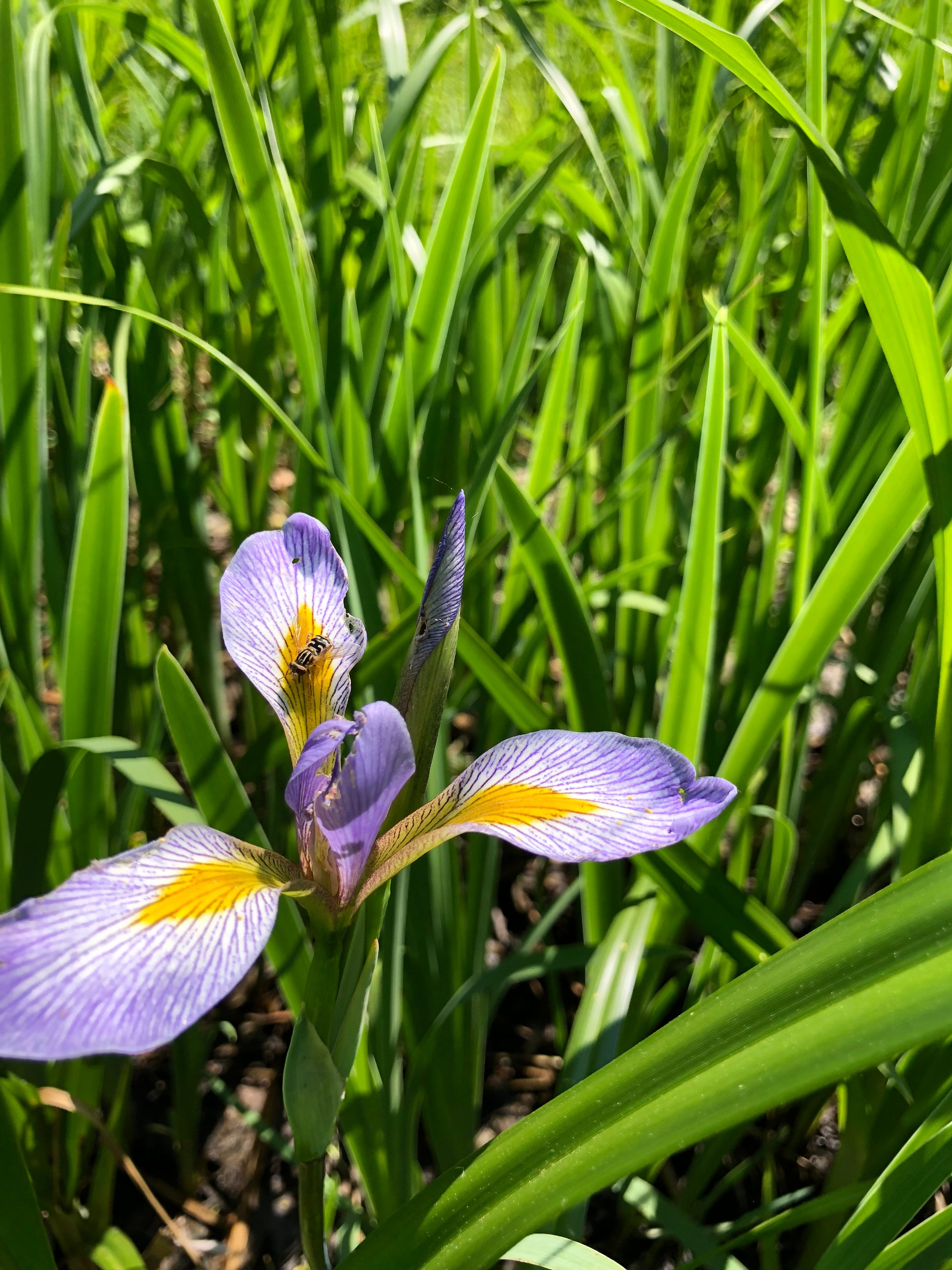 blue flag iris