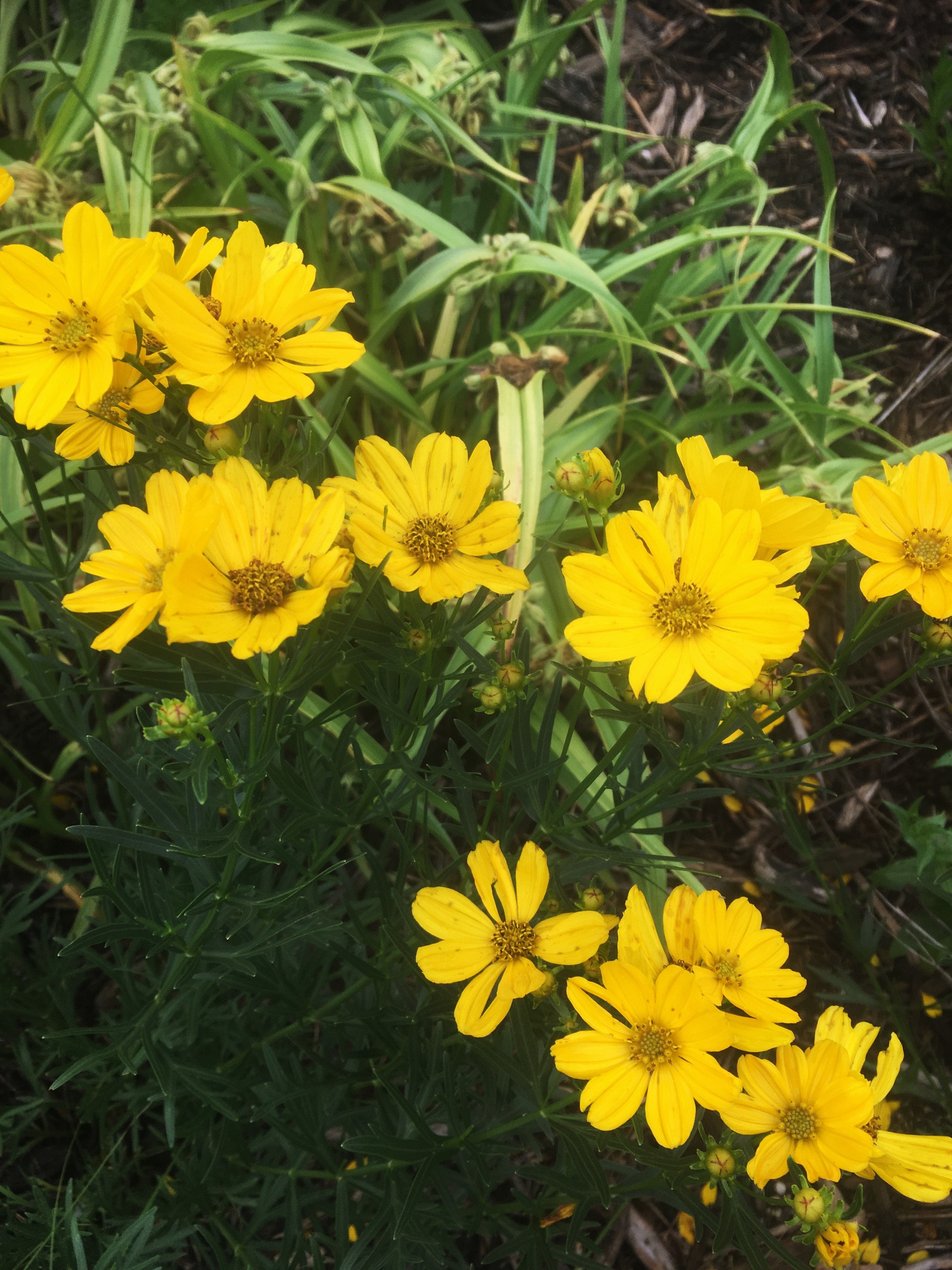 1/2 Flat Prairie Tickseed (Coreopsis palmata) | Natural Shore Natives