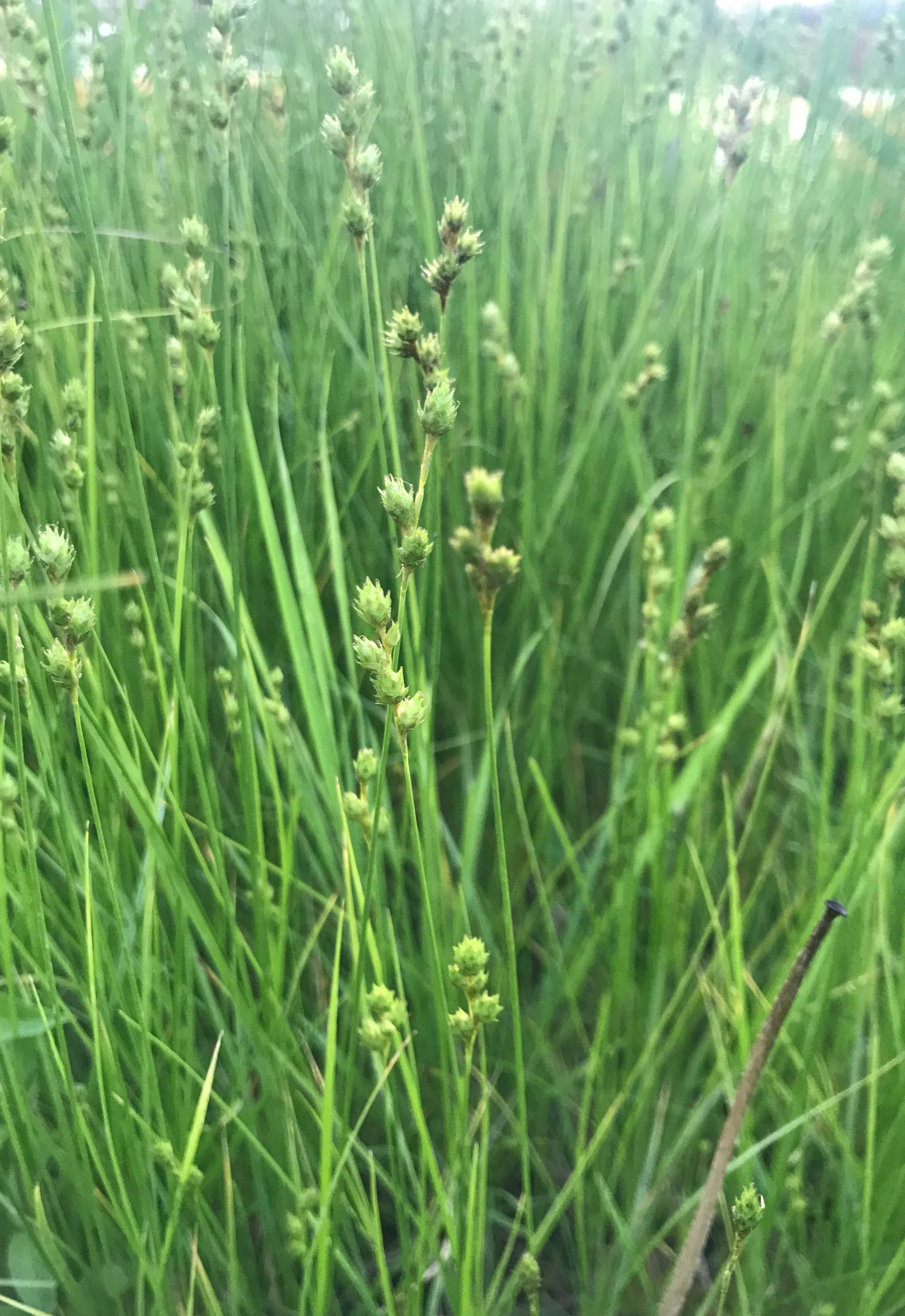 1/2 Flat Plains Oval Sedge (Carex brevior) | Natural Shore Natives
