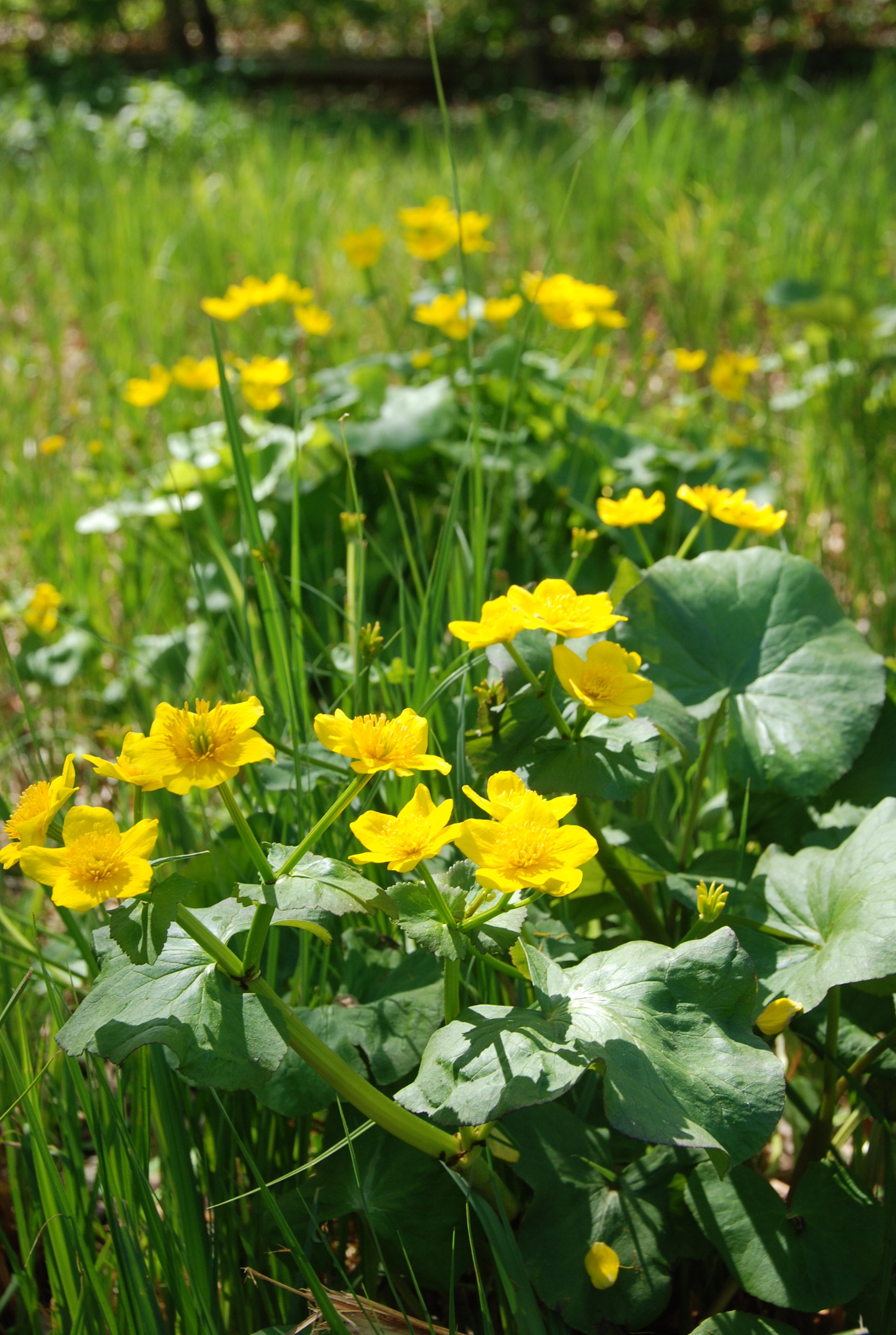 marsh marigold bloom time