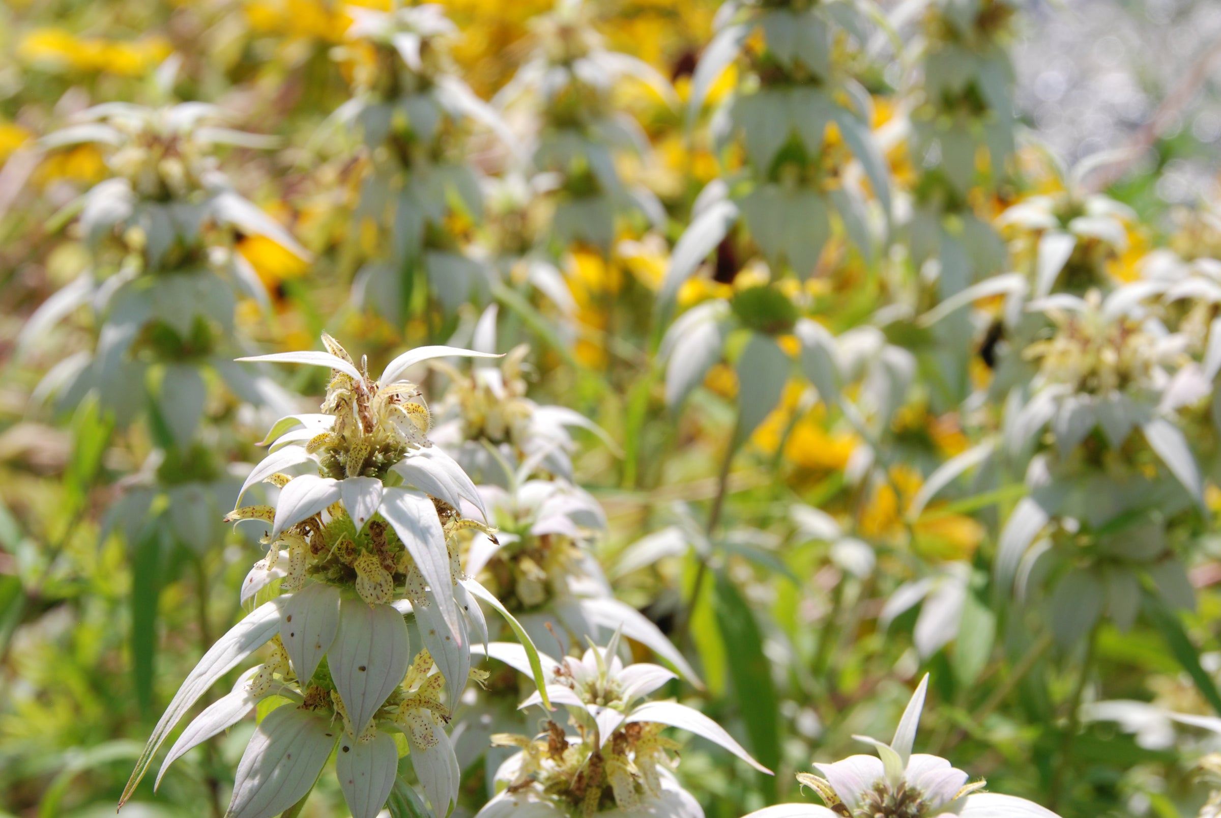 horsemint flower