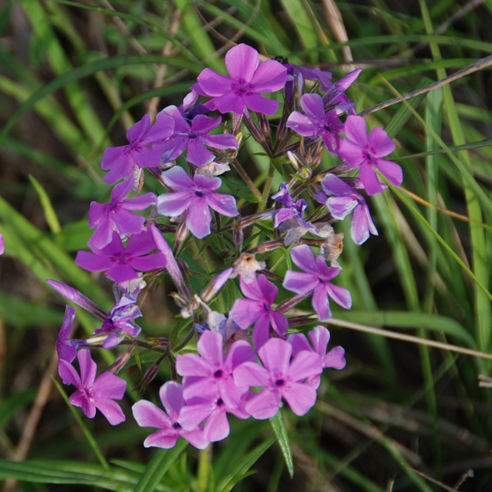 4 Prairie Phlox (Phlox pilosa) | Natural Shore Natives