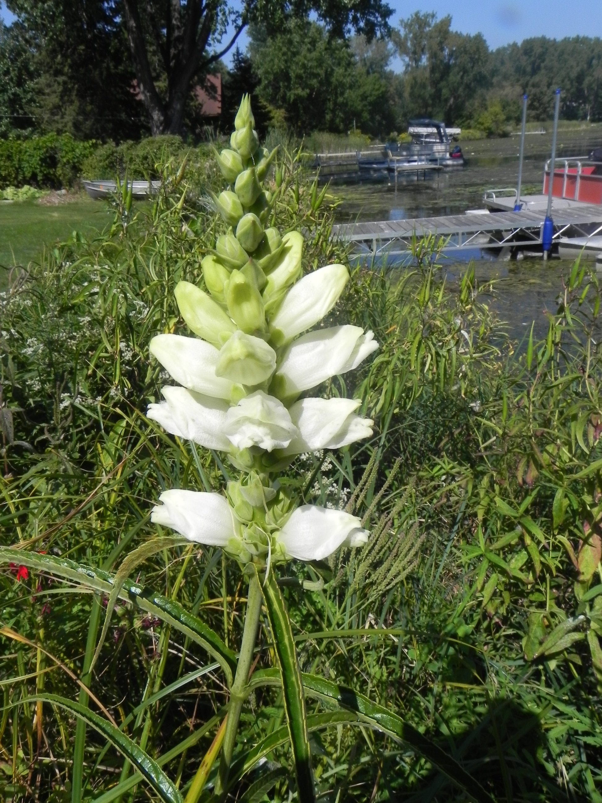 1/2 Flat Turtlehead (Chelone glabra) | Natural Shore Natives