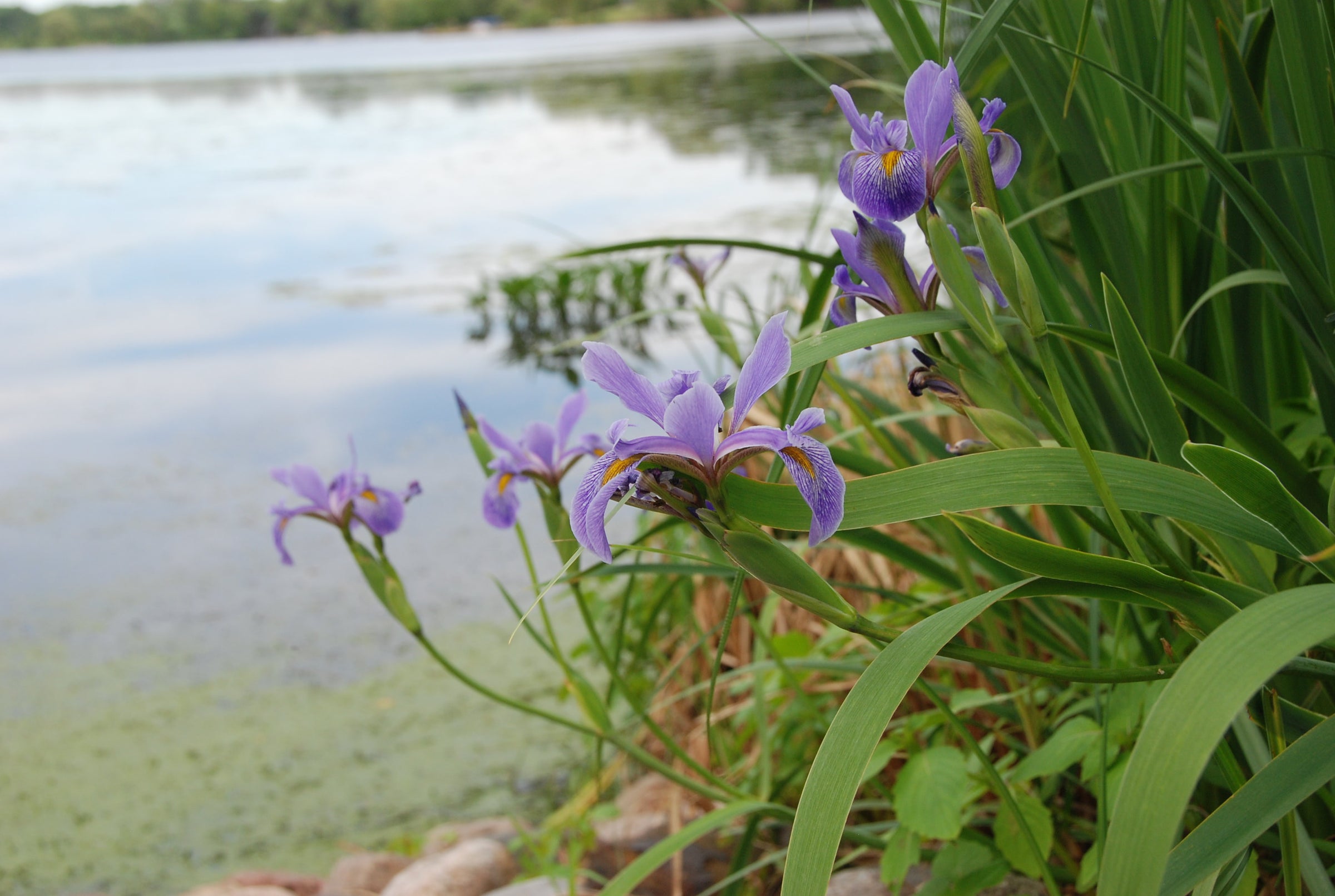 iris versicolour