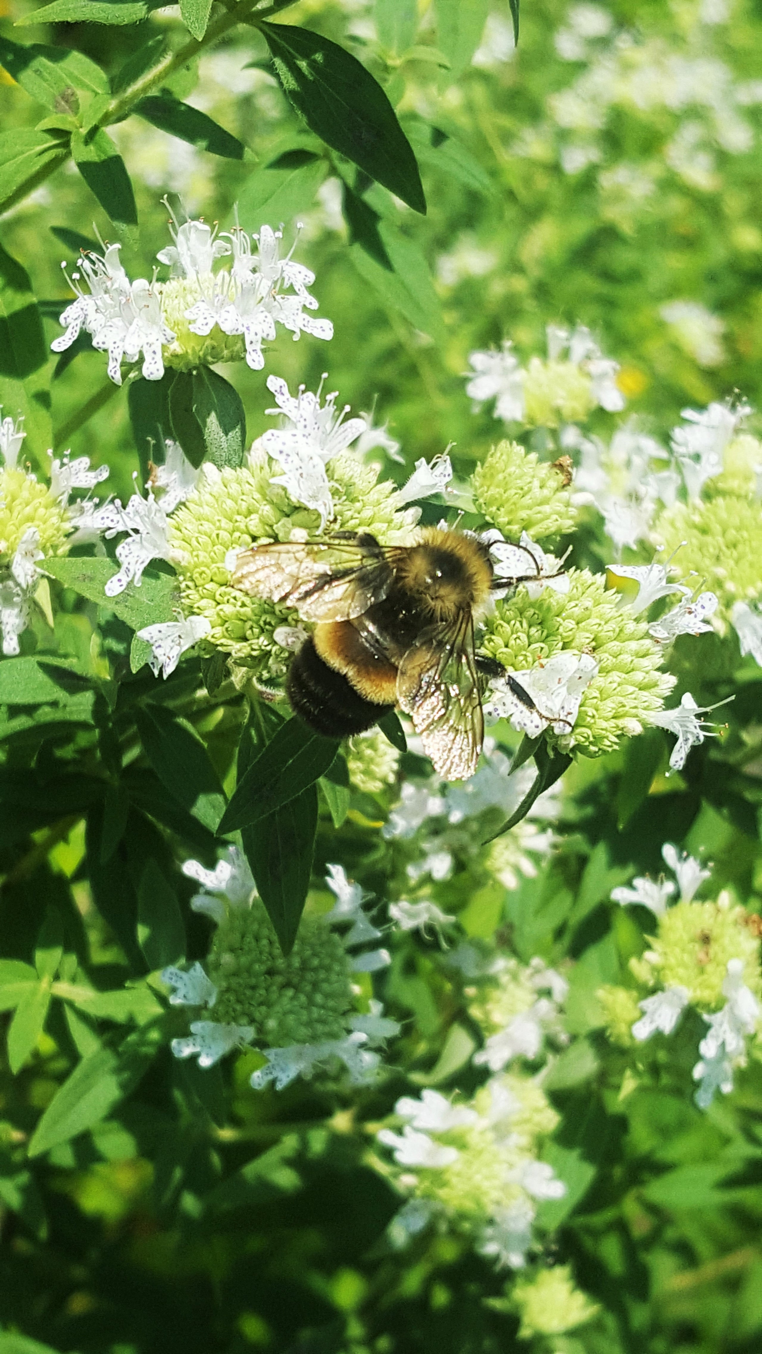 Rusty Patched Bumble Bee Bundle -- 32 plants | Natural Shore Natives