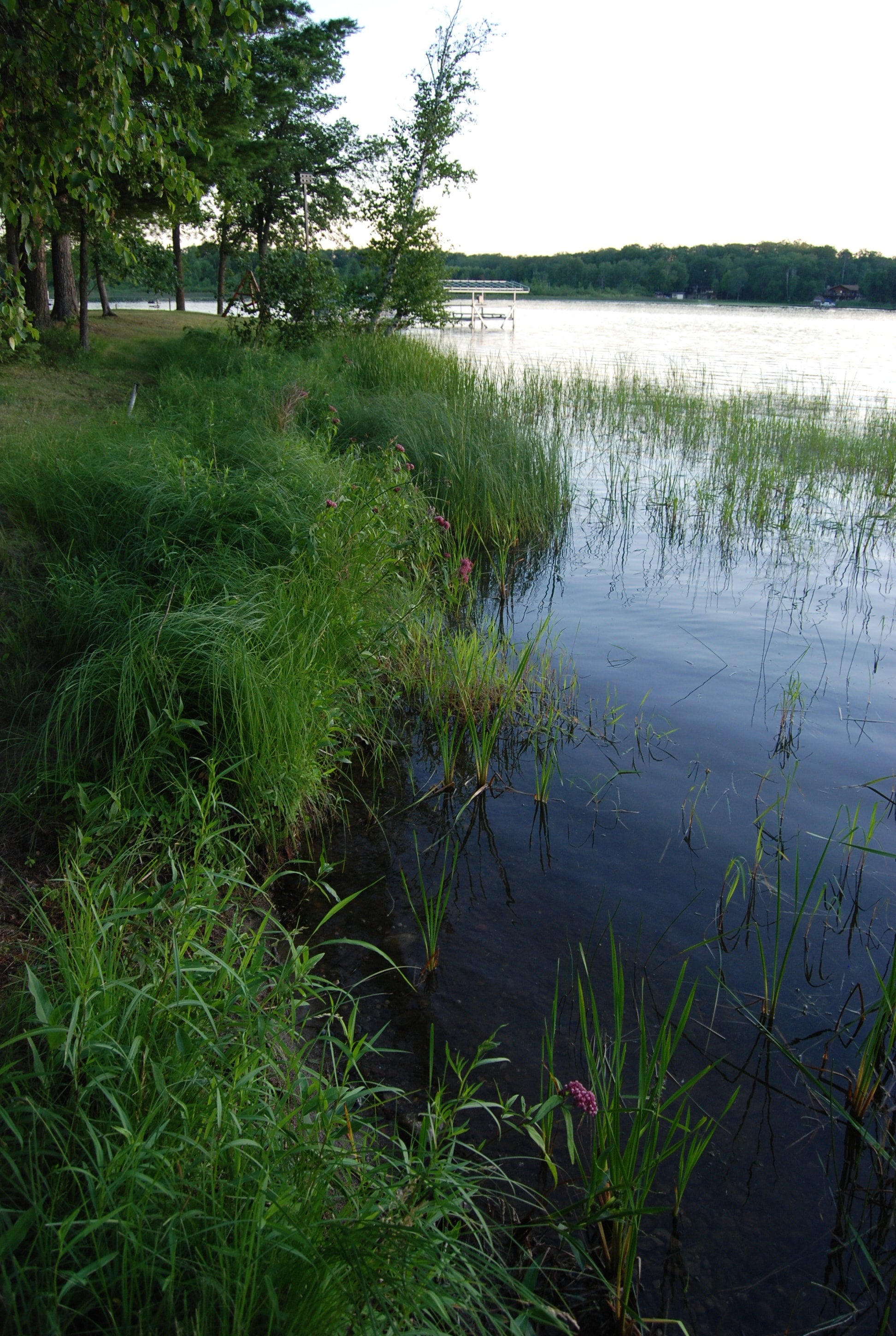 Shoreline Stabilization Bundle -- 50 Plants | Natural Shore Natives