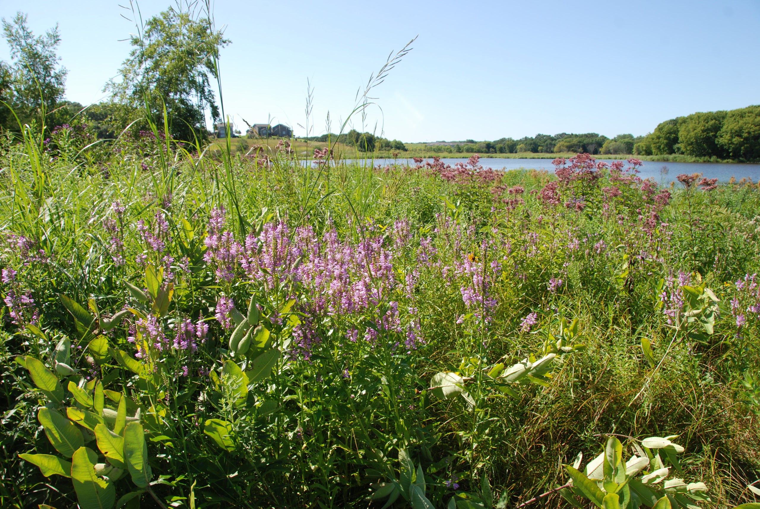 Shoreline Stabilization Bundle -- 50 Plants | Natural Shore Natives