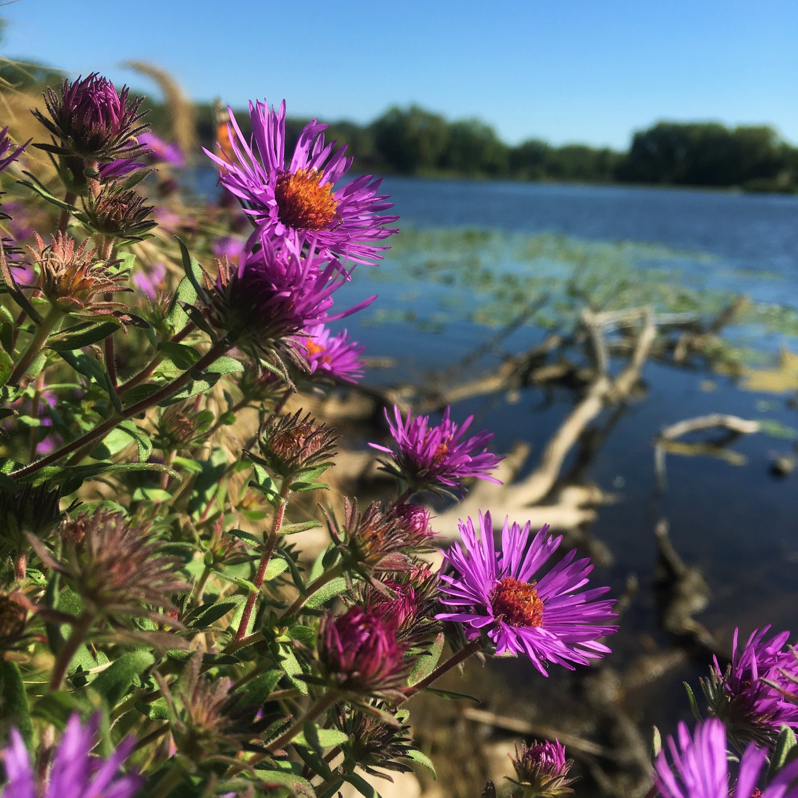 Shoreline Stabilization Bundle -- 50 Plants | Natural Shore Natives