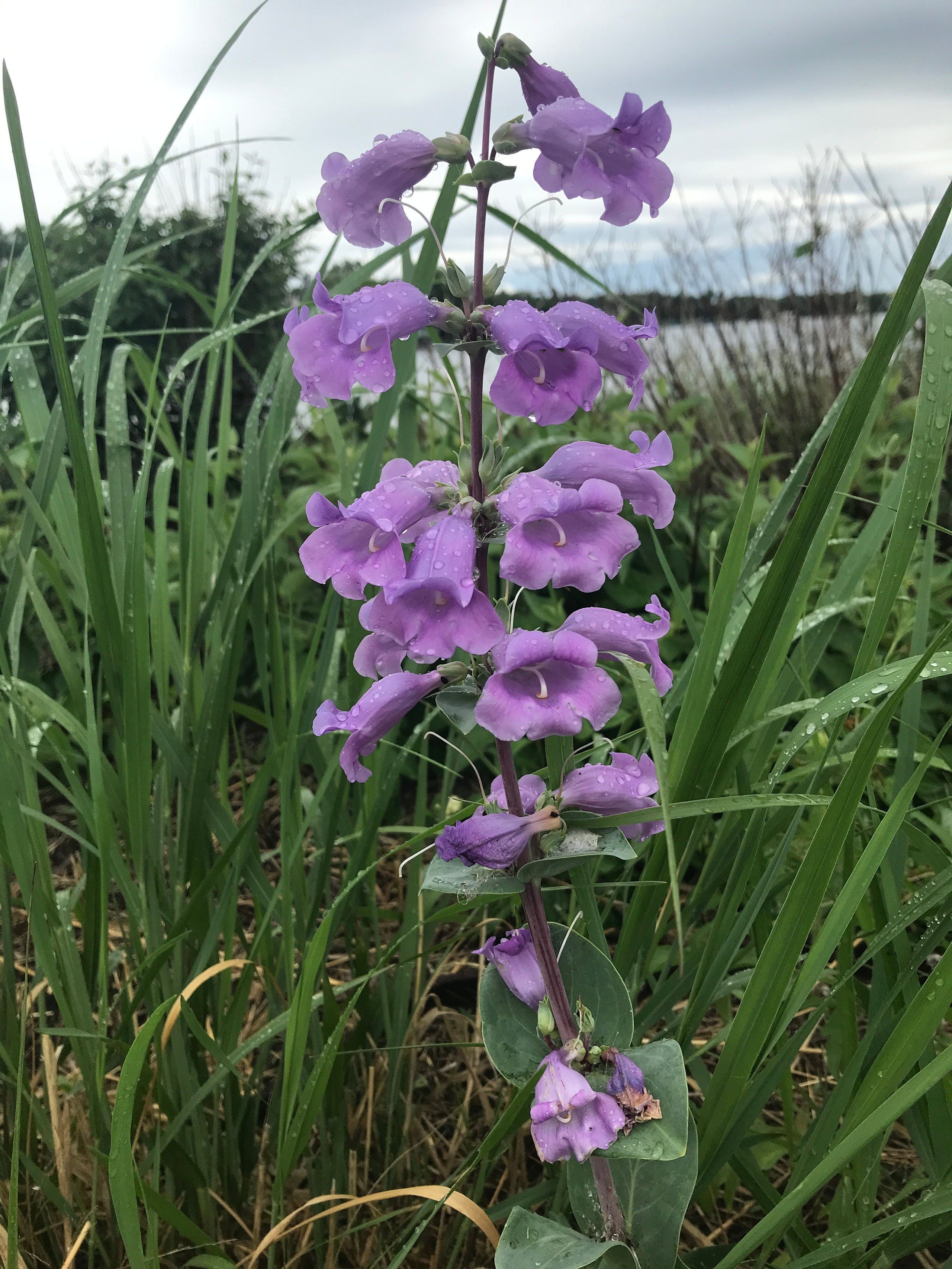 4 Large-Flowered Beardtongue (Penstemon grandiflorus) | Natural Shore ...