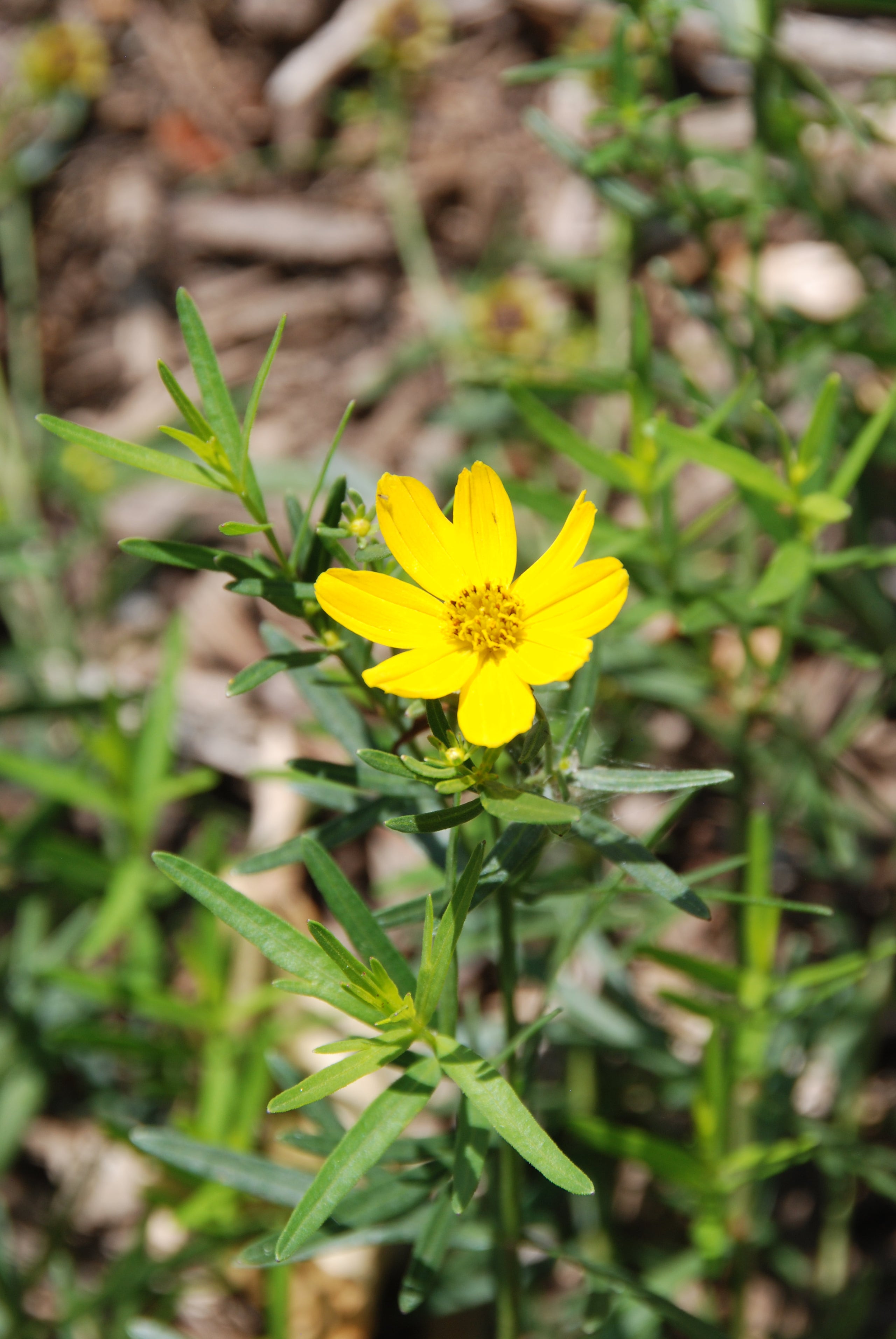 4 Prairie Tickseed (Coreopsis palmata) | Natural Shore Natives