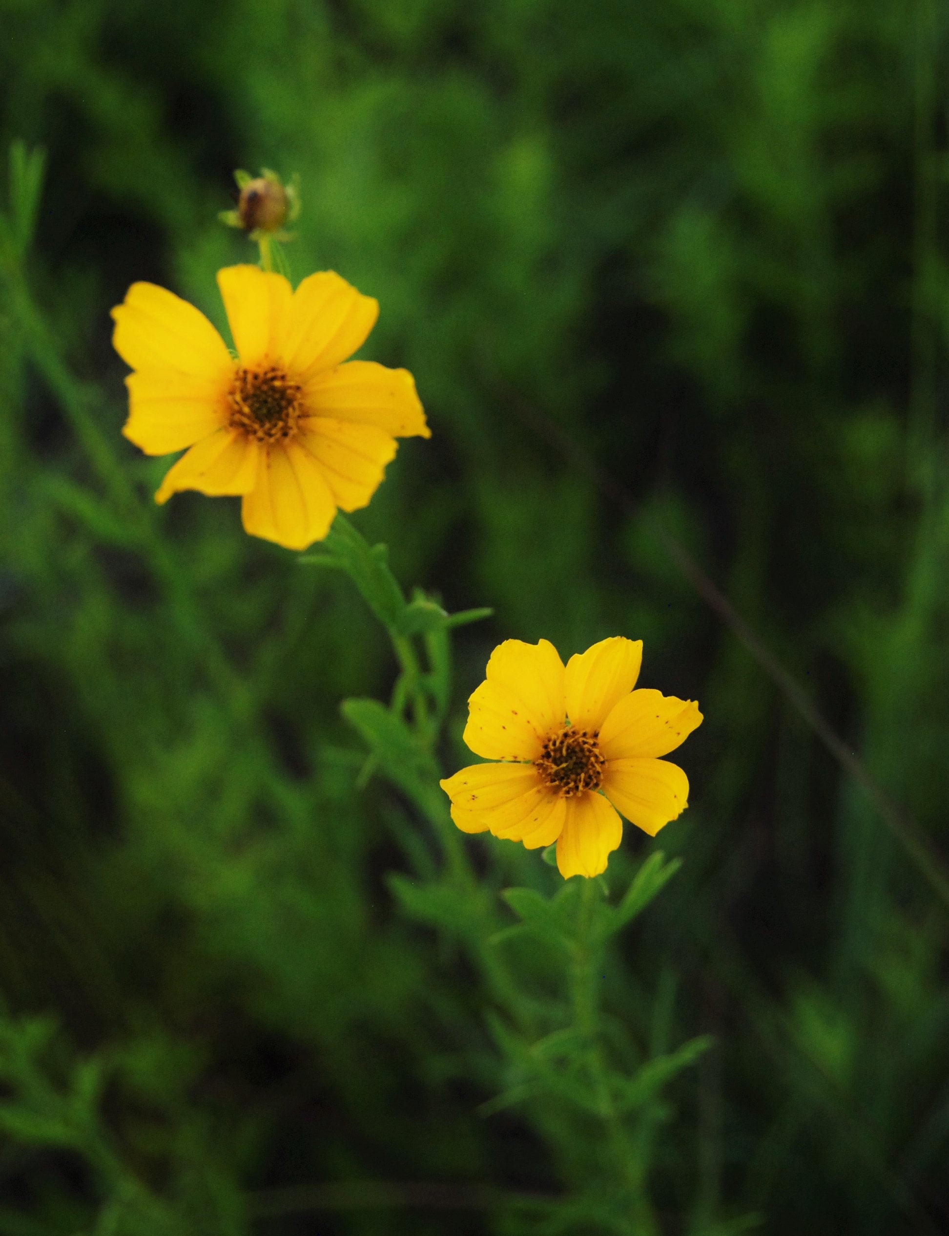 4 Prairie Tickseed (Coreopsis palmata) | Natural Shore Natives