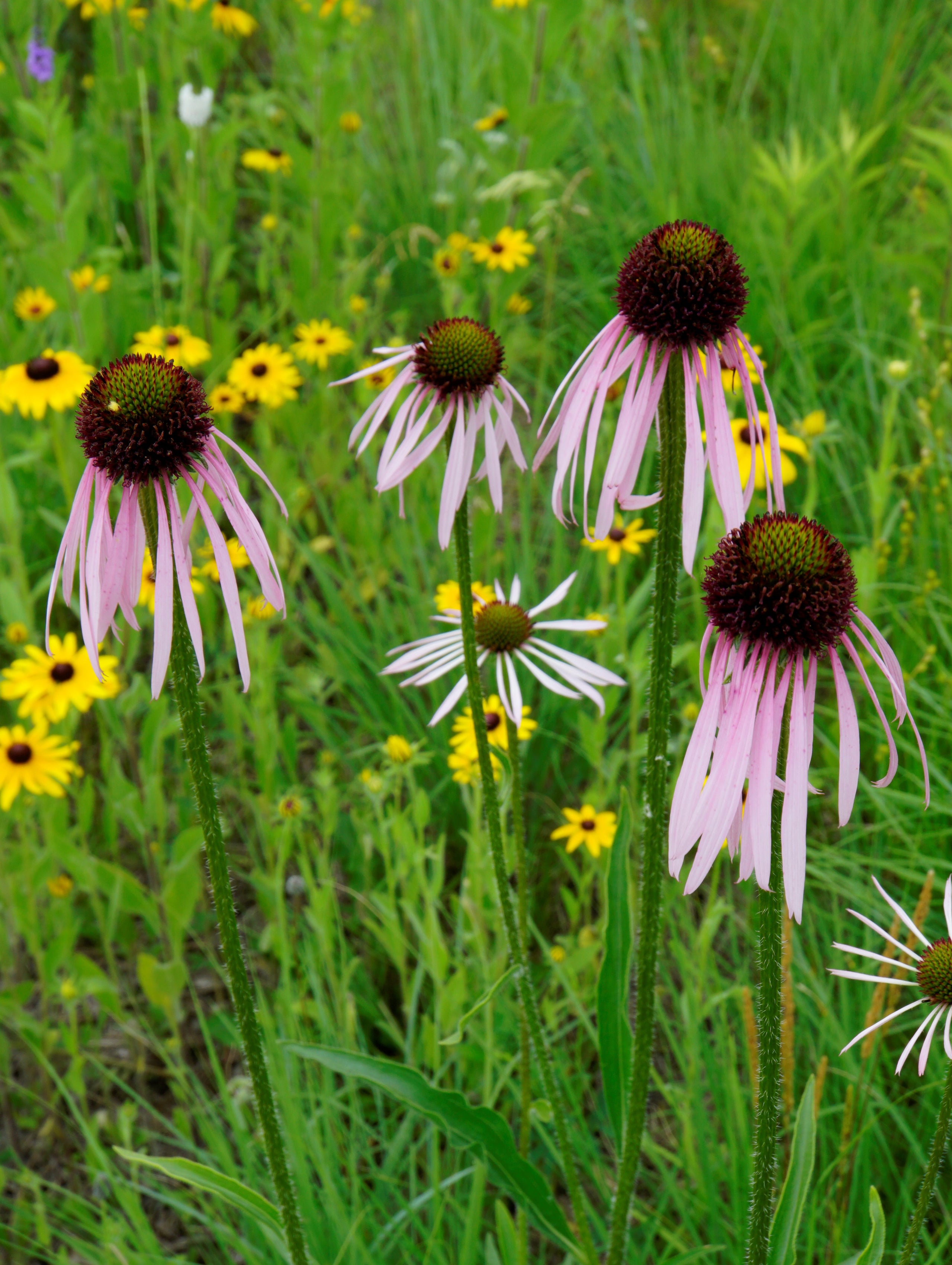 4 Pale Purple Coneflower (Echinacea pallida) | Natural Shore Natives