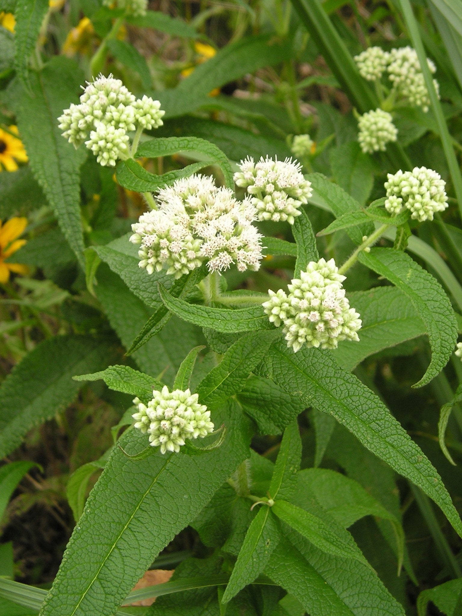 Eupatorium Perfoliatum