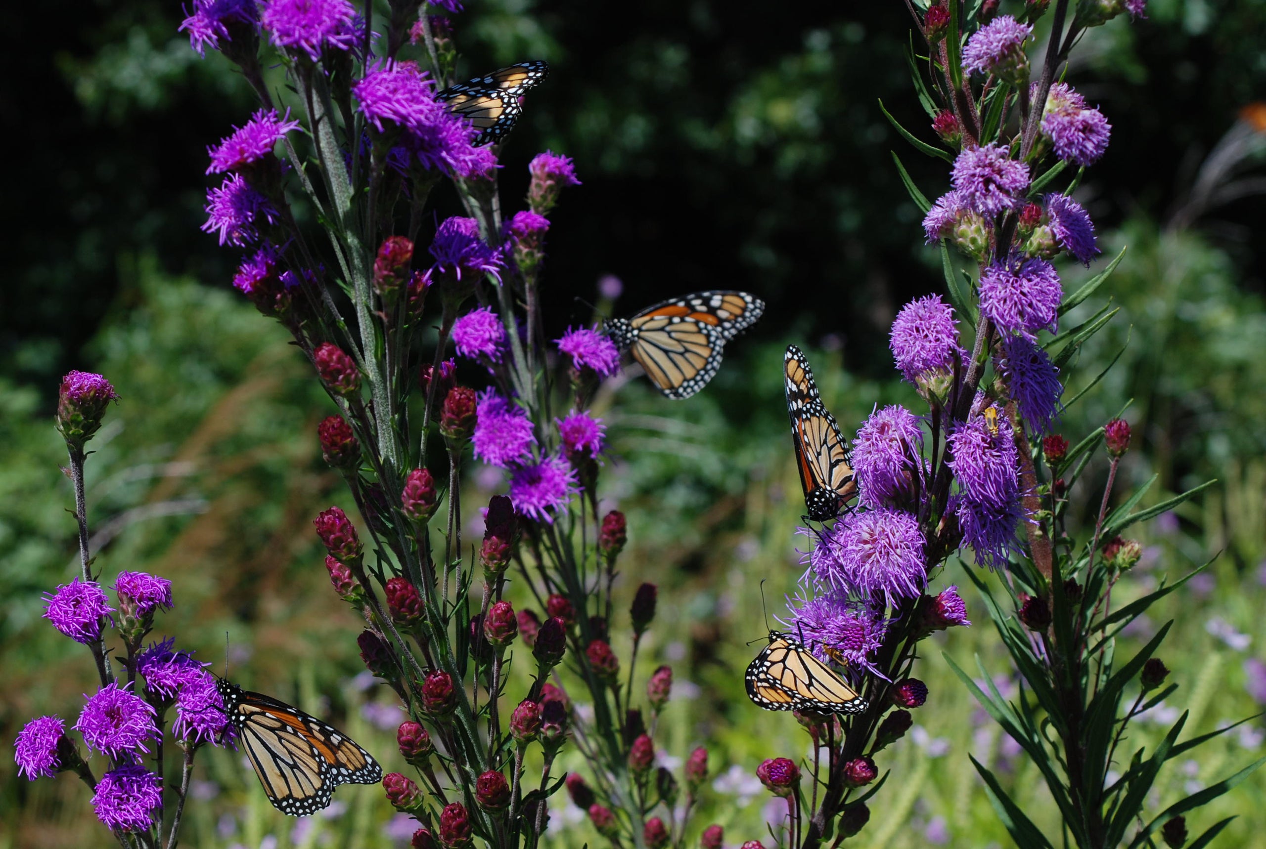Liatris Ligulistylis