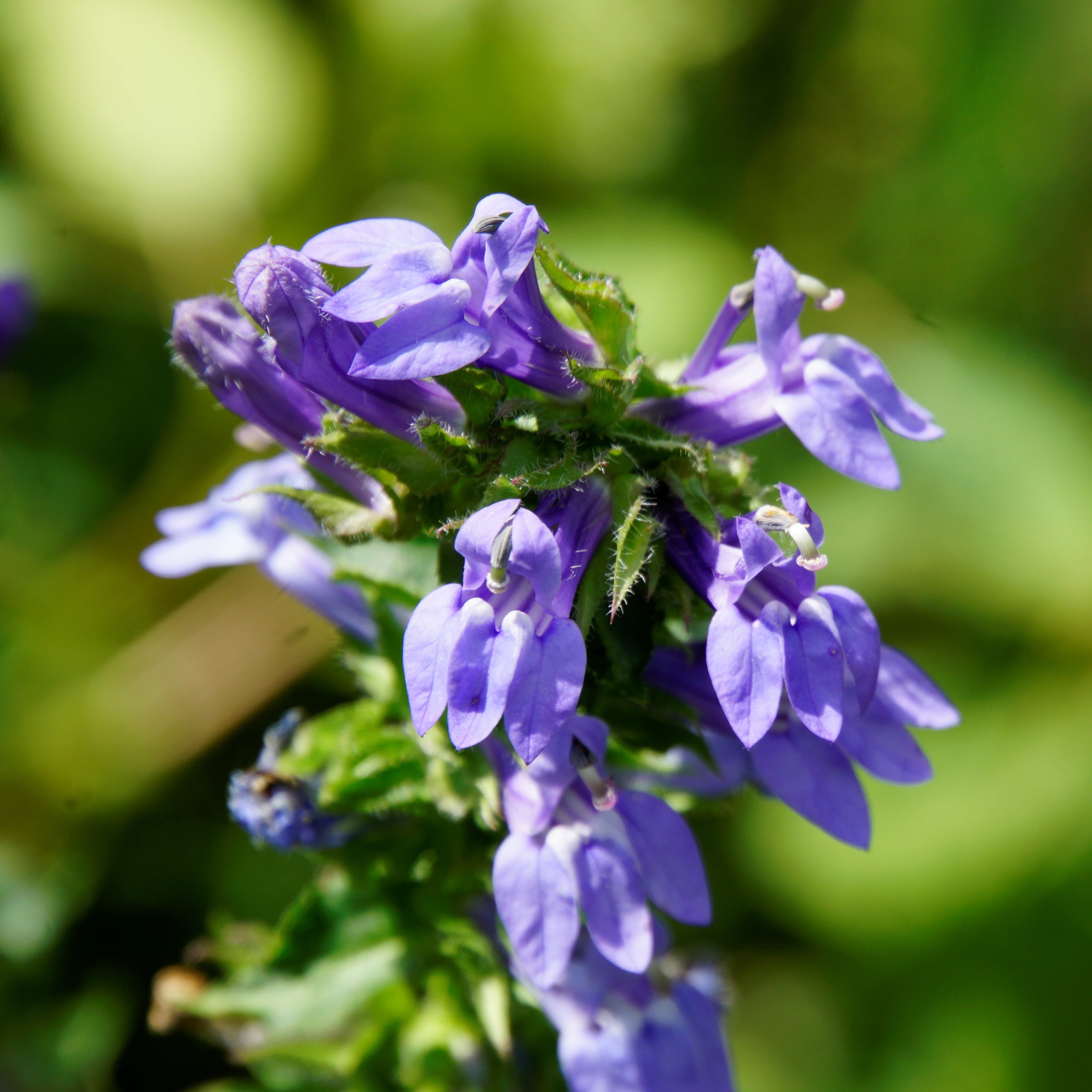 Blue Lobelia Flower