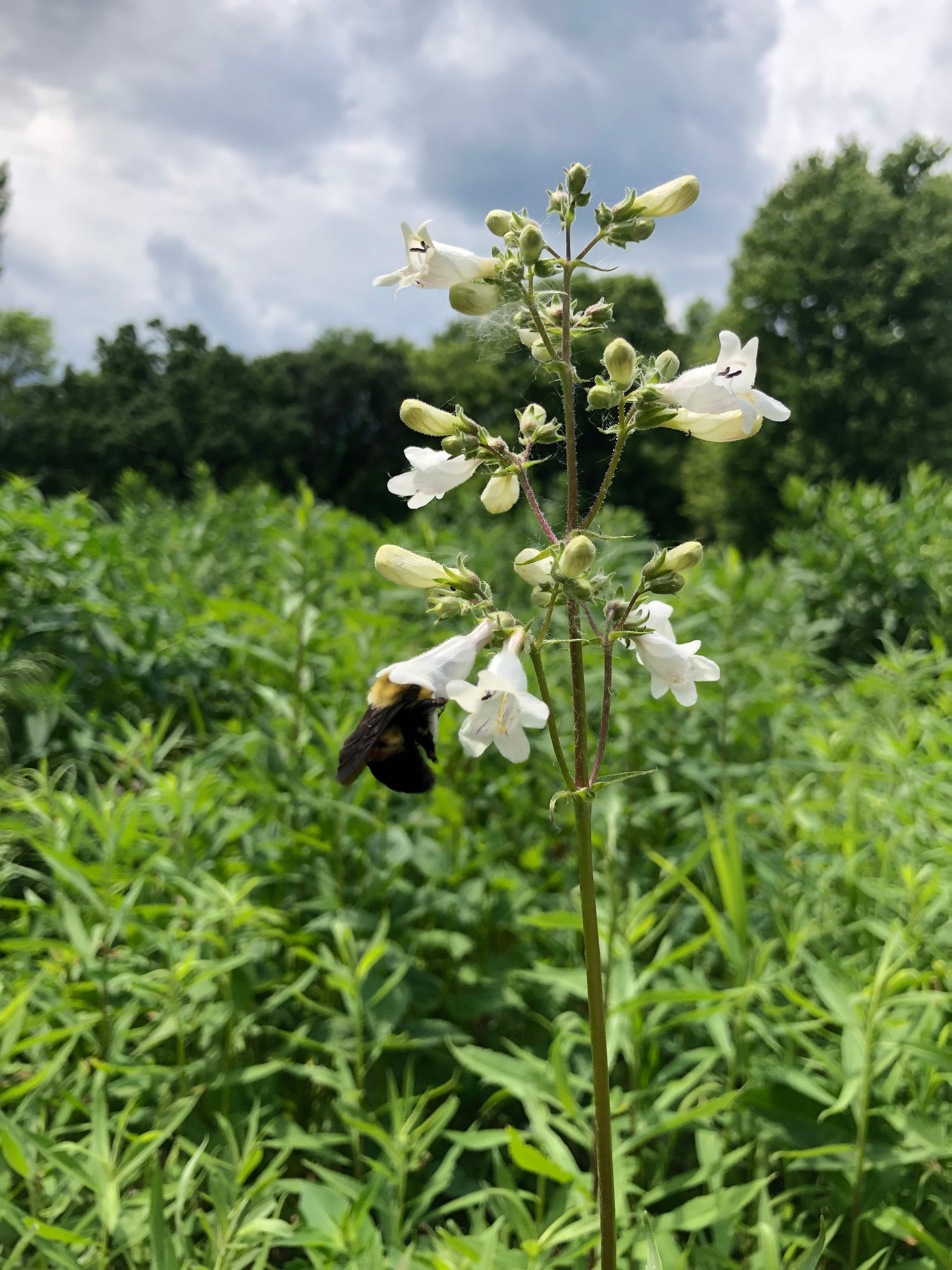 Penstemon Digitalis