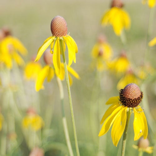 4 Gray-headed Coneflower (Ratibida pinnata) | Natural Shore Natives