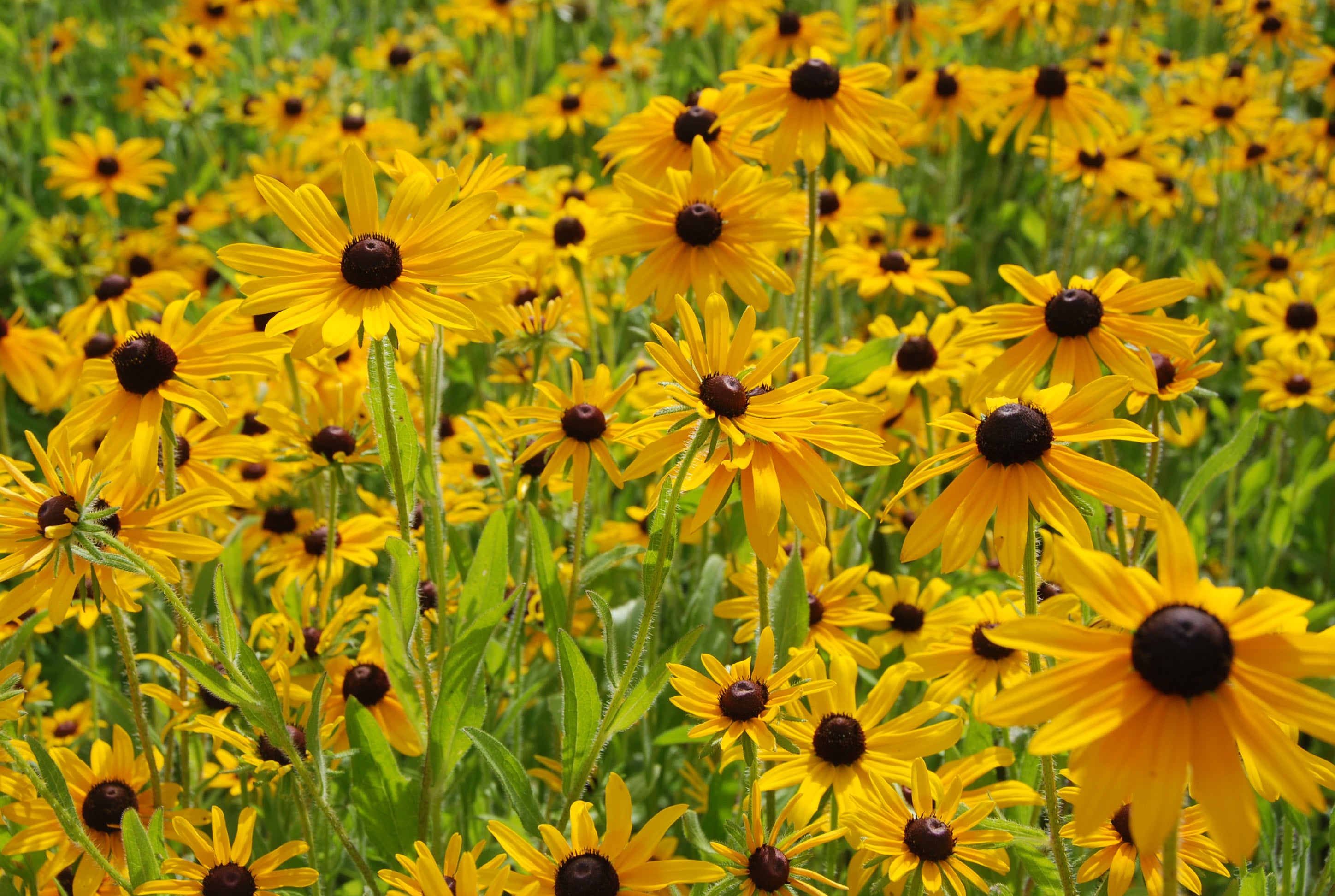4 Black eyed Susan Rudbeckia Hirta Natural Shore Natives 4 Black eyed Susan Rudbeckia Hirta Natural Shore Natives