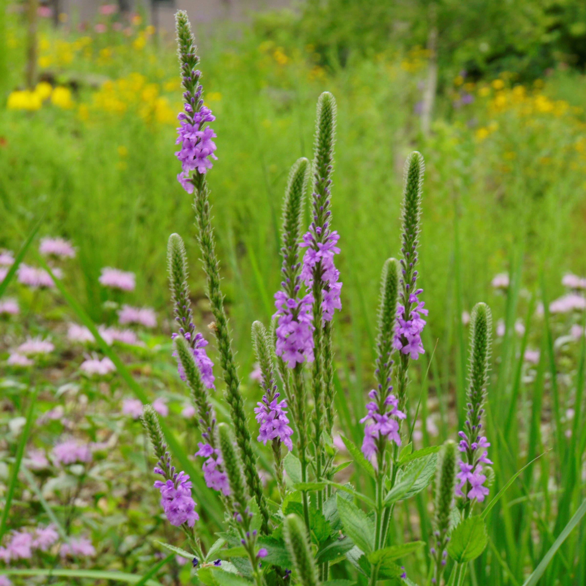 Verbena Stricta