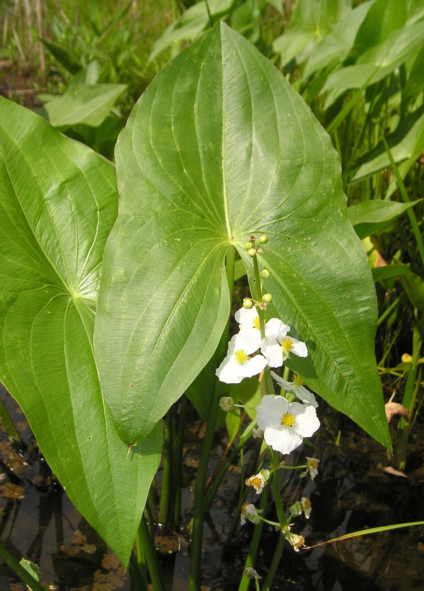 3 Arrowhead (Sagittaria latifolia) | Natural Shore Natives