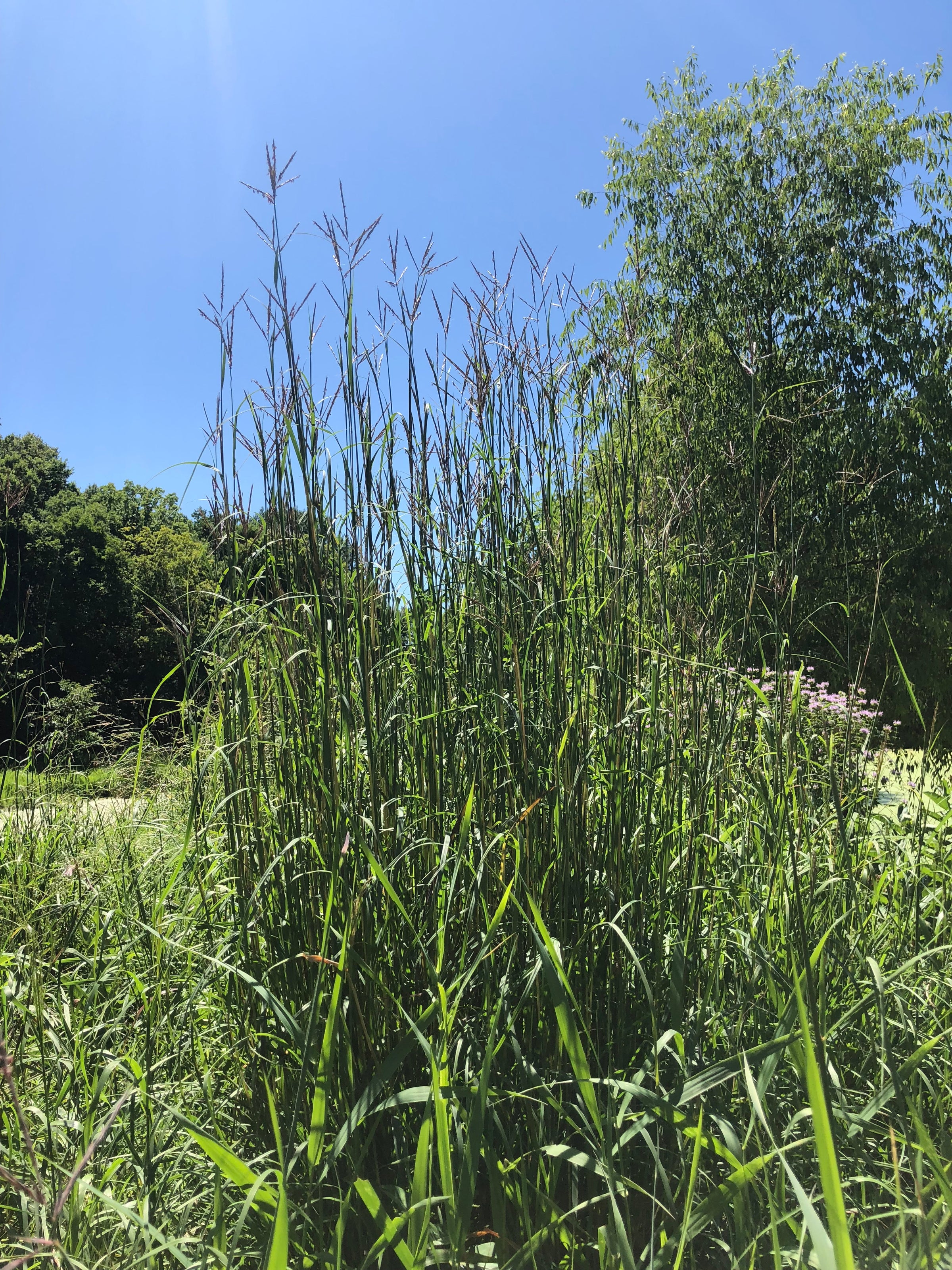 Andropogon Gerardii Spikelet
