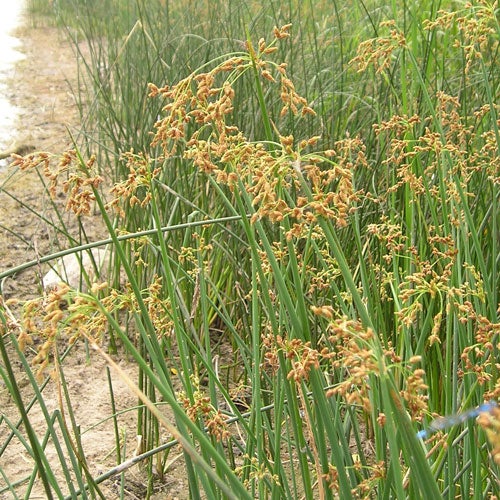 Schoenoplectus Tabernaemontani