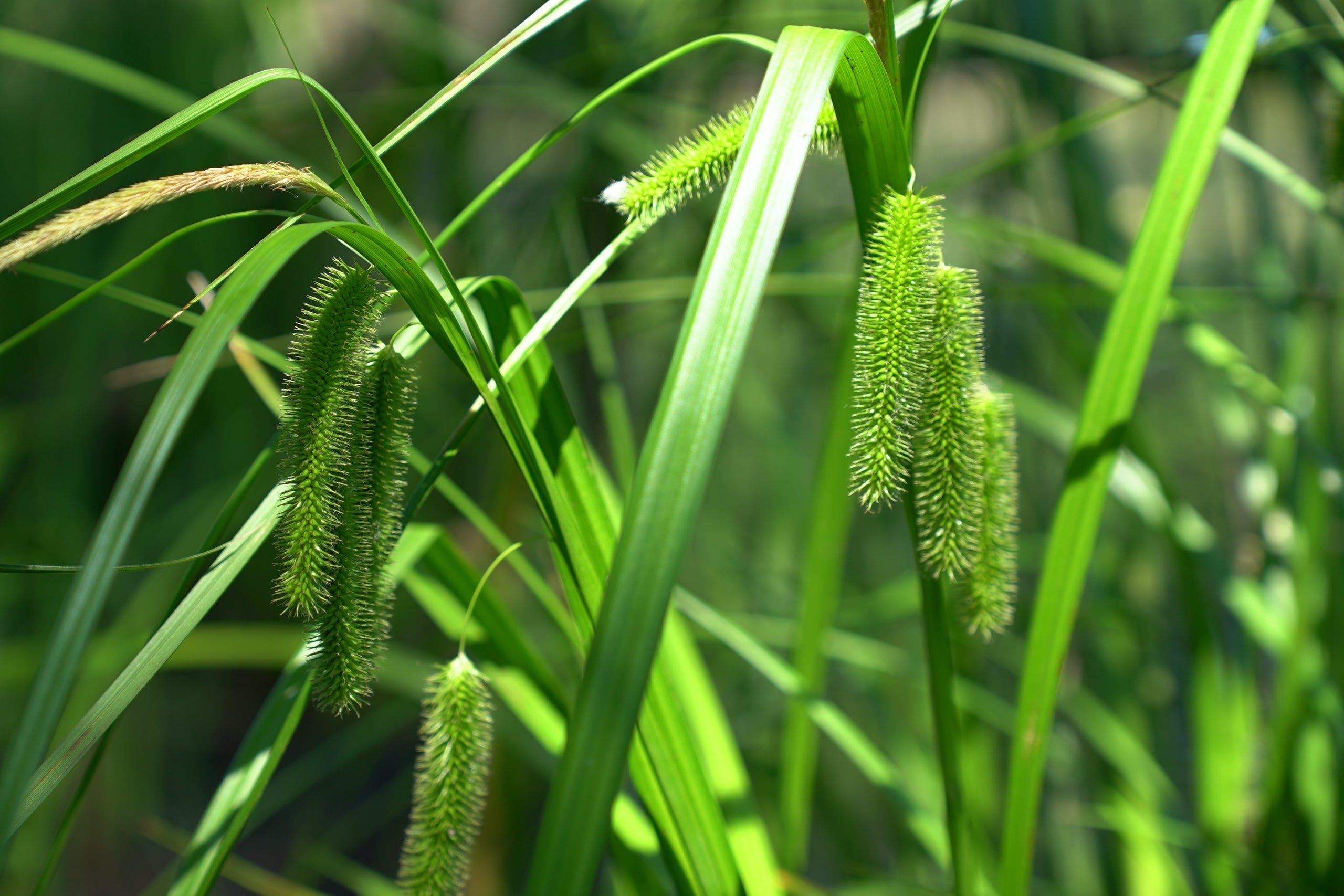 Carex Comosa