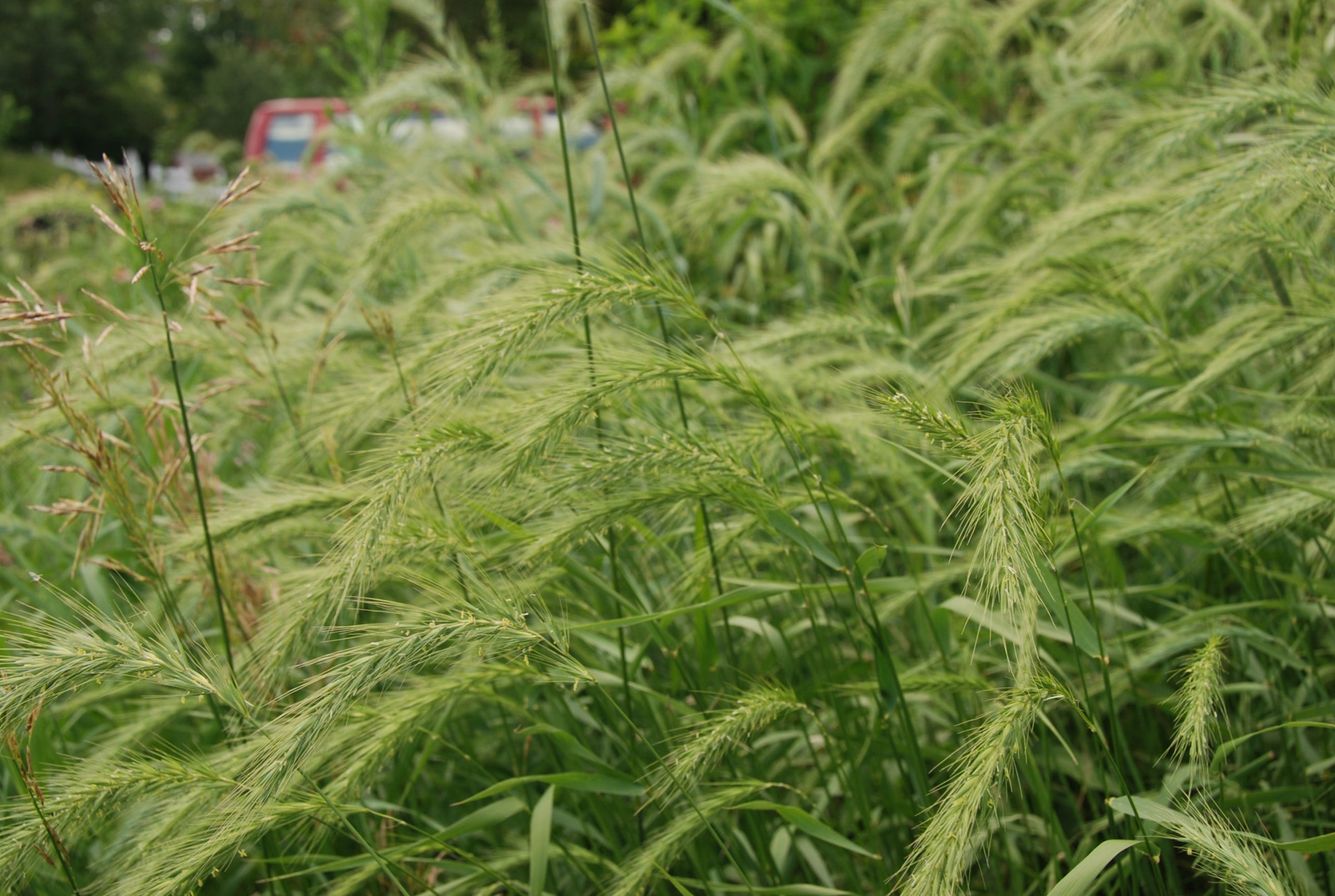 Canadian Wild Rye Grass