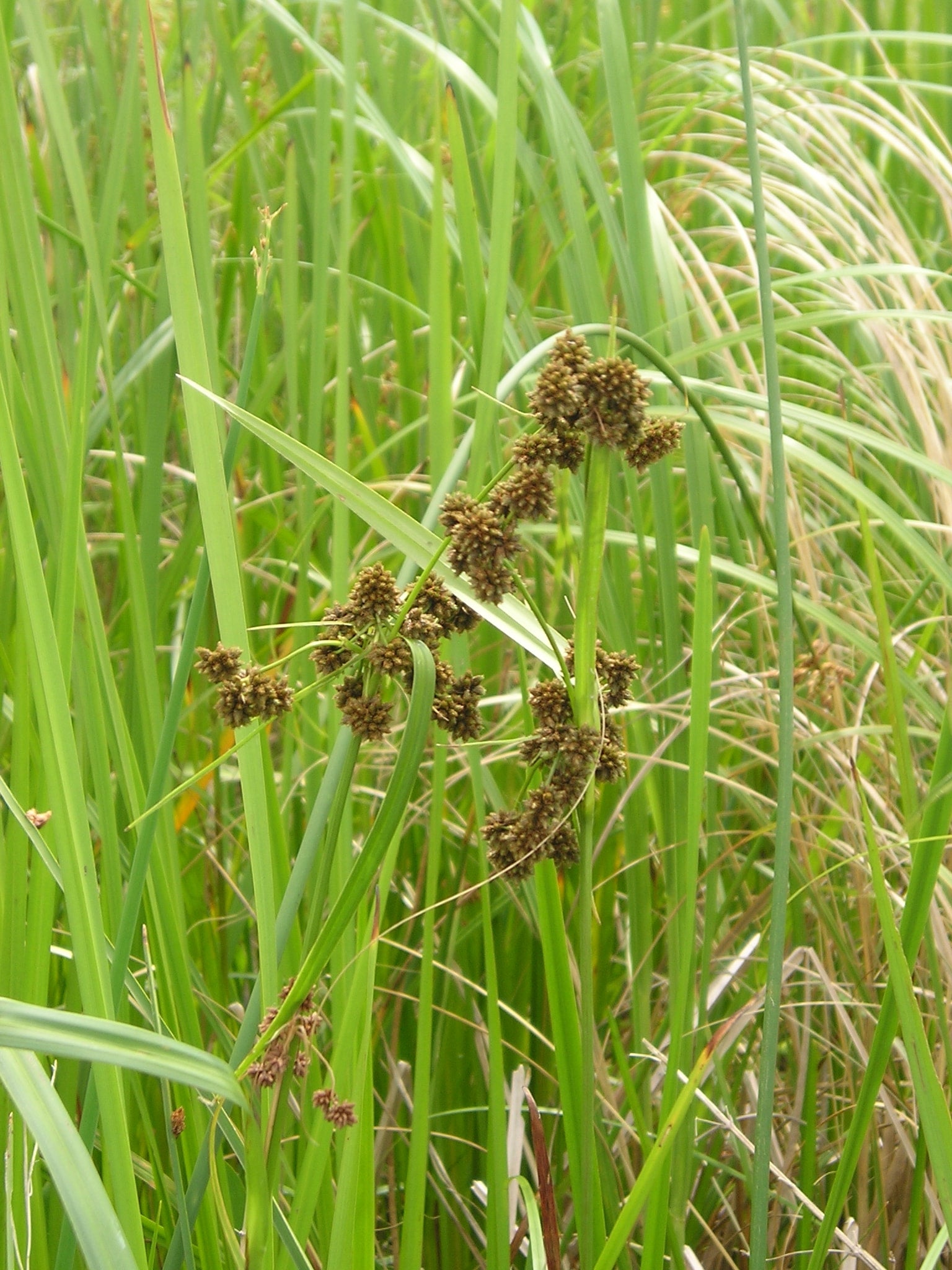 3 Green Bulrush (Scirpus atrovirens) | Natural Shore Natives