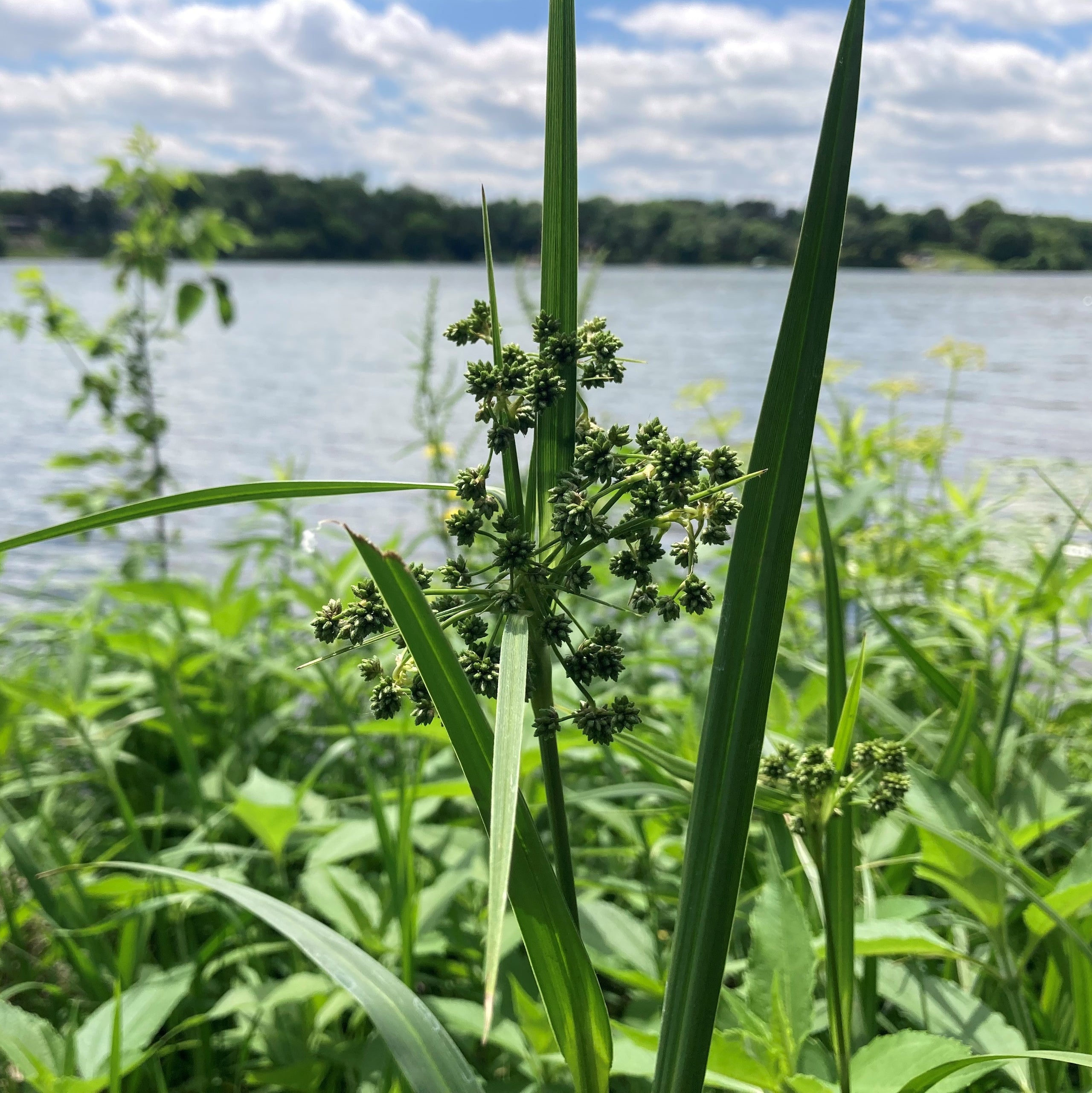 Scirpus Atrovirens