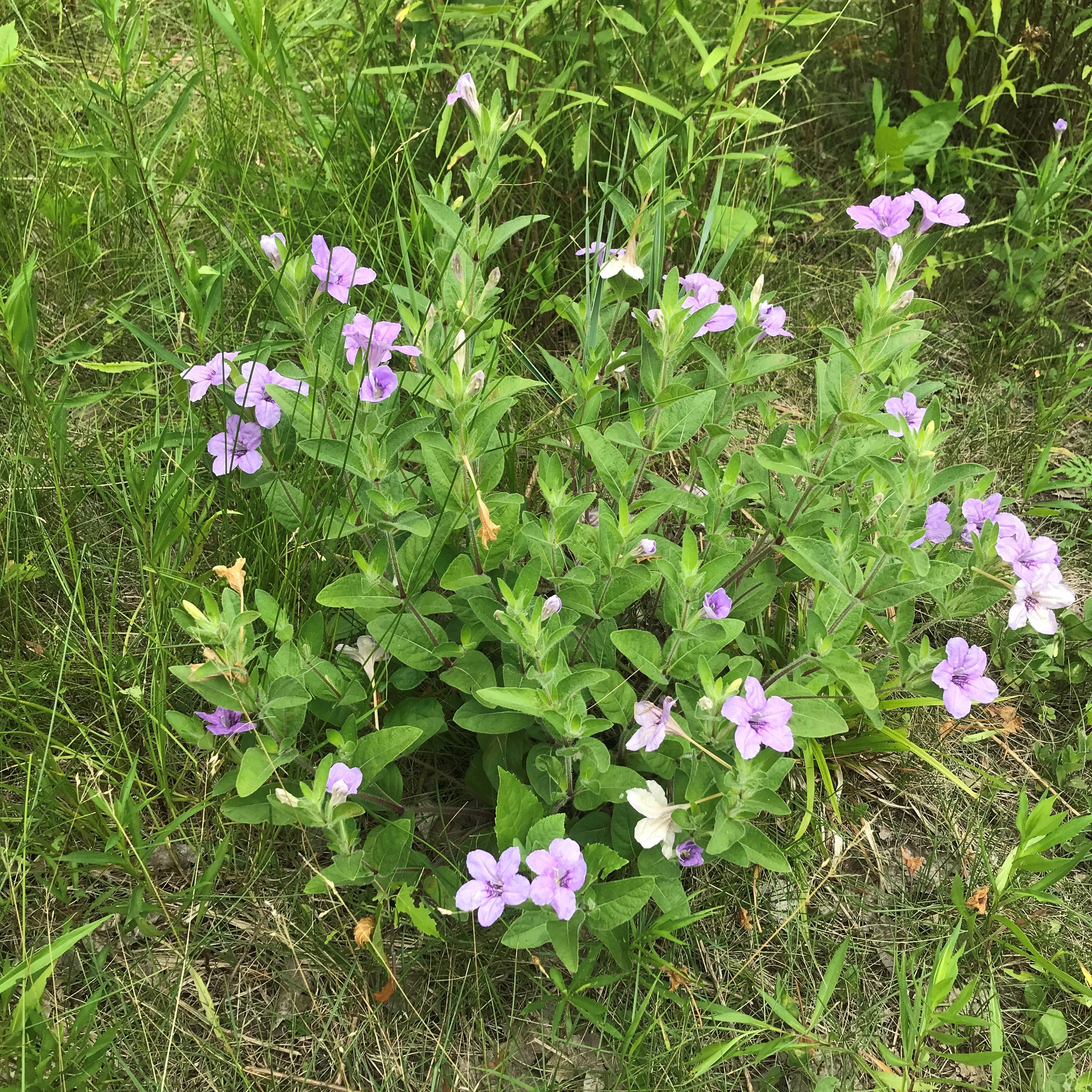4 Wild Petunia Ruellia Humilis Natural Shore Natives 4 Wild Petunia Ruellia Humilis Natural Shore Natives